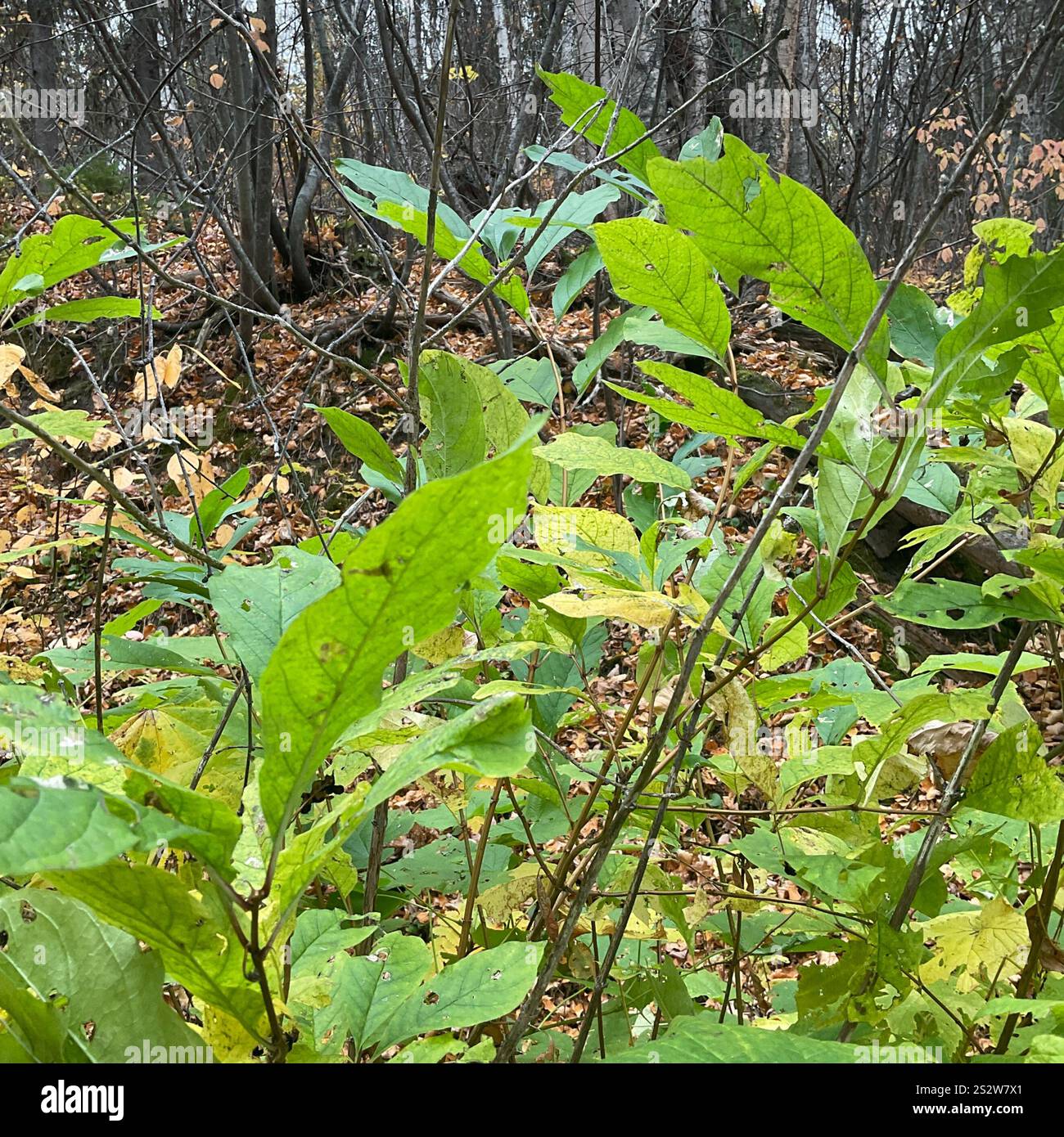 twinberry honeysuckle (Lonicera involucrata Stock Photo - Alamy