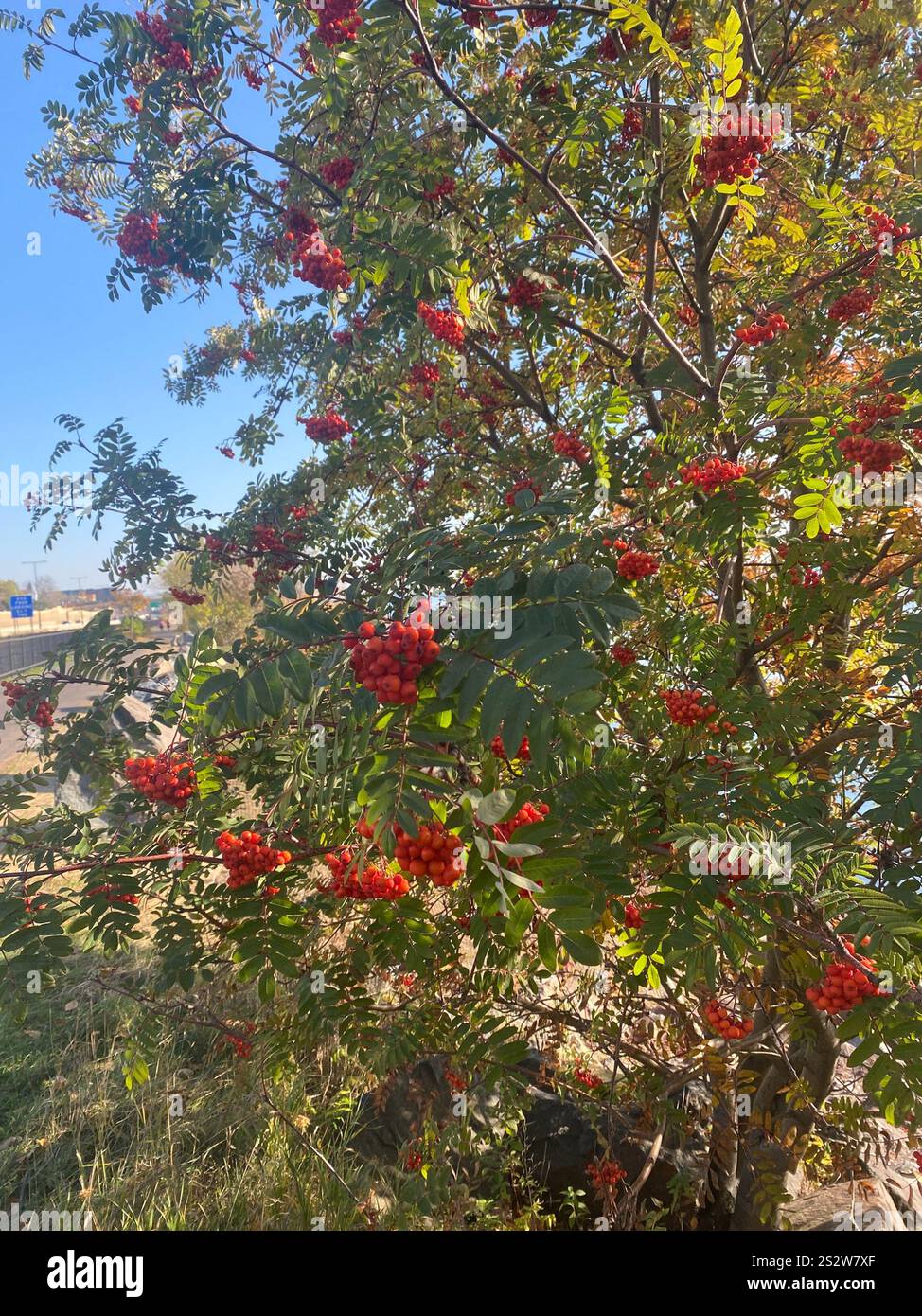 showy mountain-ash (Sorbus decora Stock Photo - Alamy