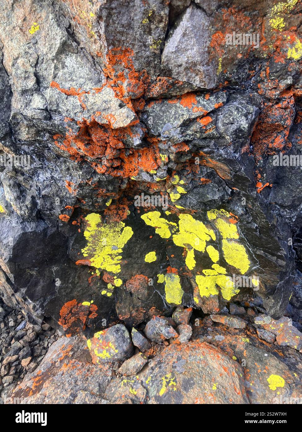 gold dust lichen (Chrysothrix candelaris Stock Photo - Alamy