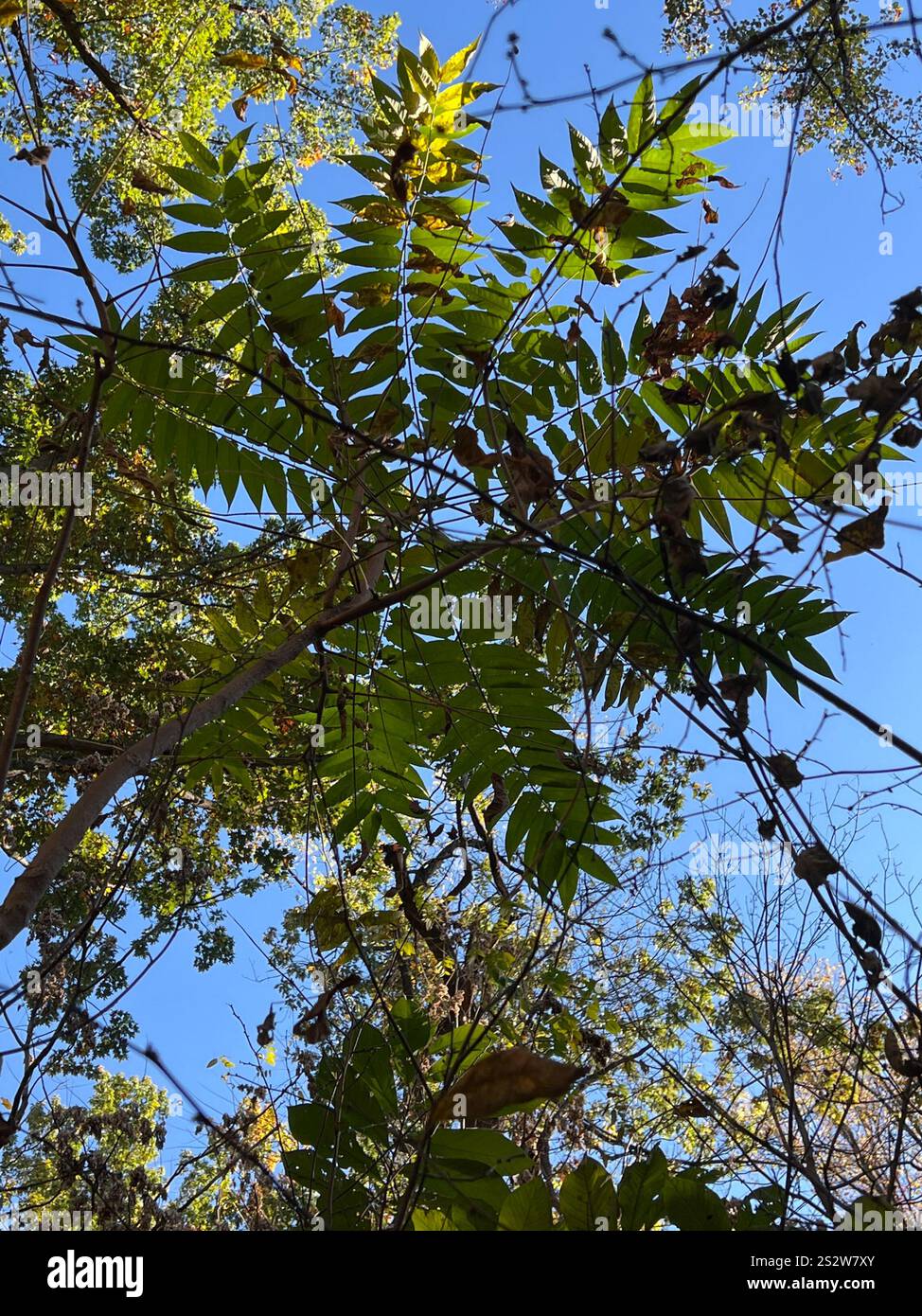 tree-of-heaven (Ailanthus altissima Stock Photo - Alamy