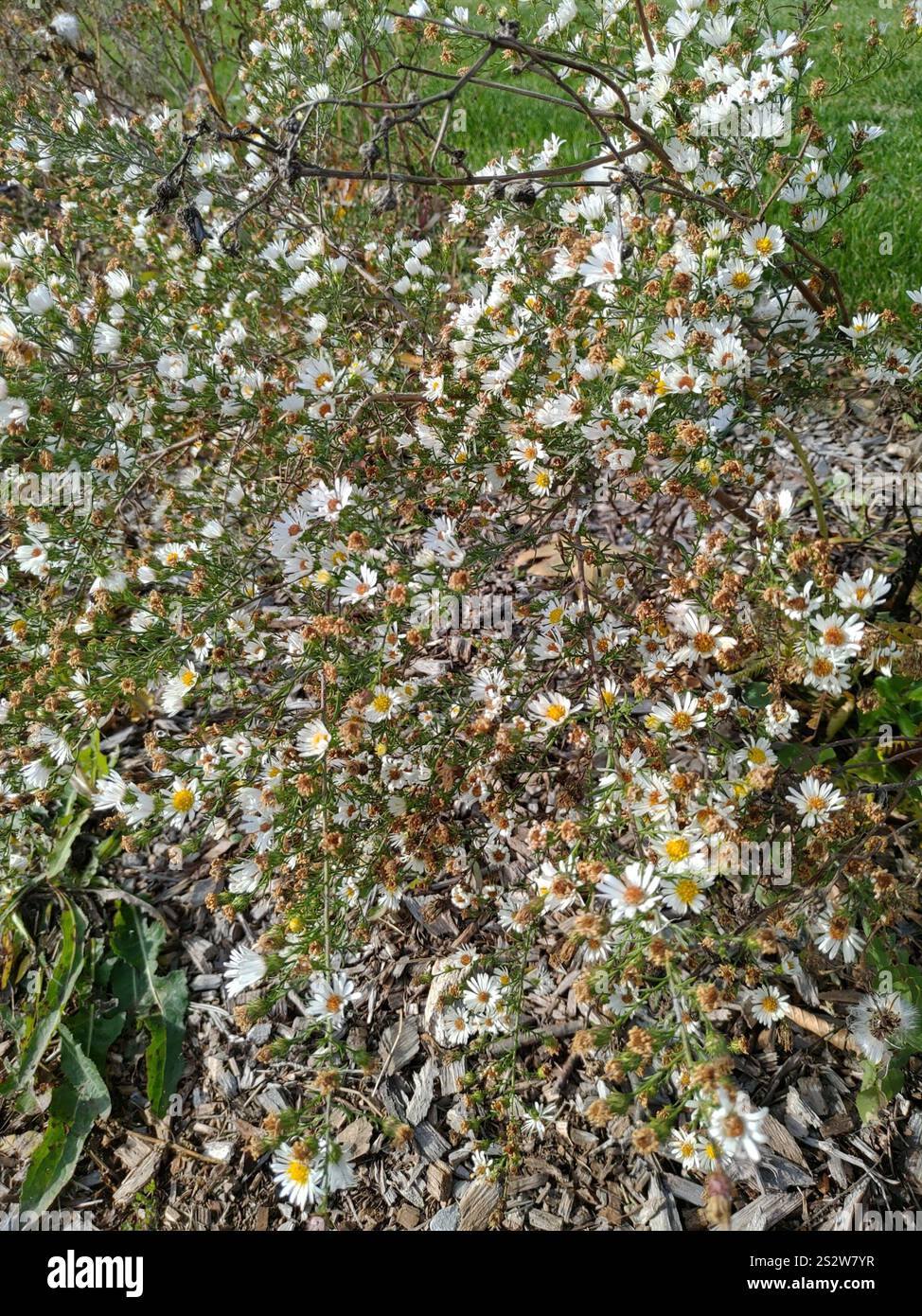 Frost Aster (Symphyotrichum pilosum pilosum Stock Photo - Alamy