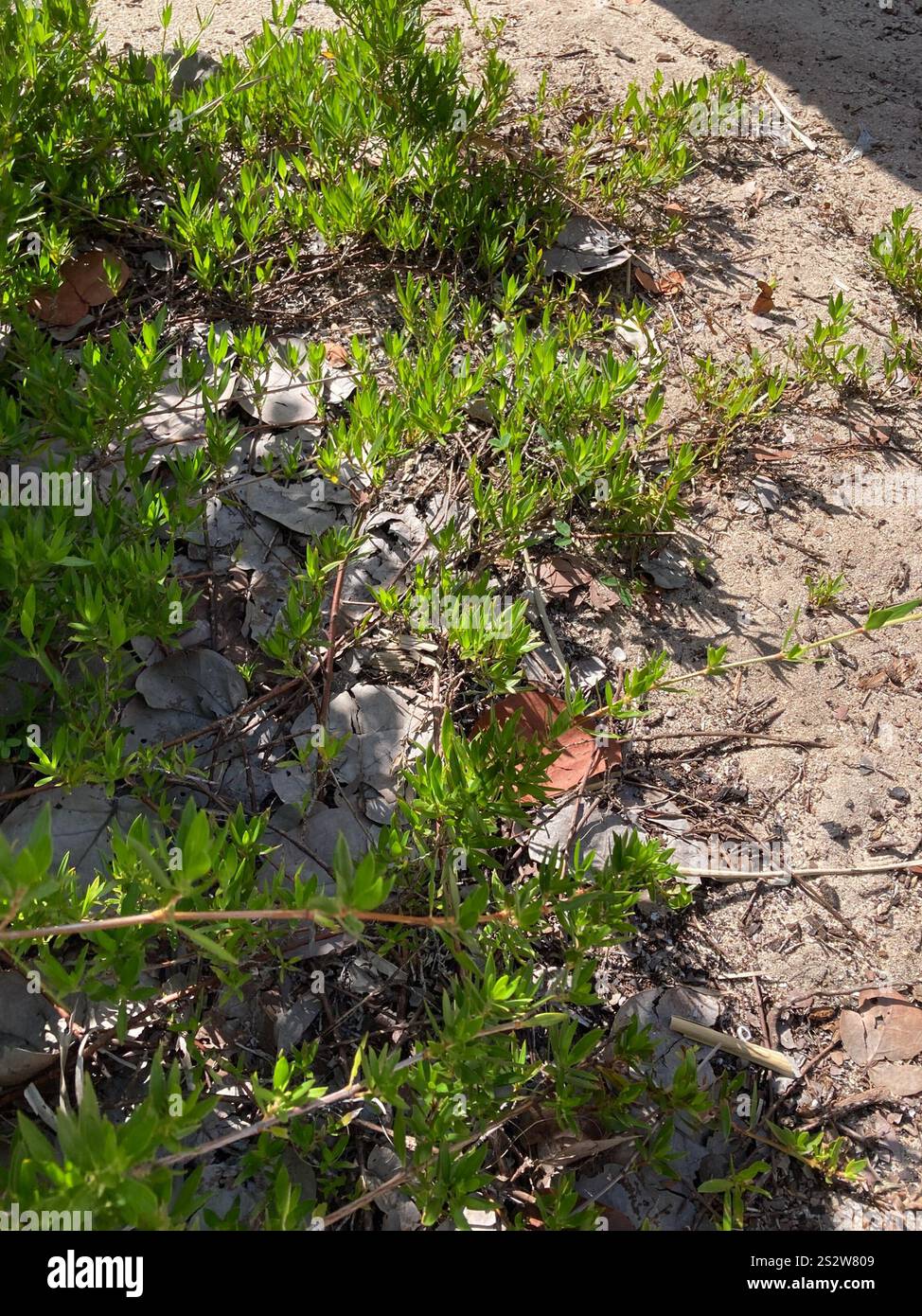 Beach-creeper (Ernodea littoralis Stock Photo - Alamy