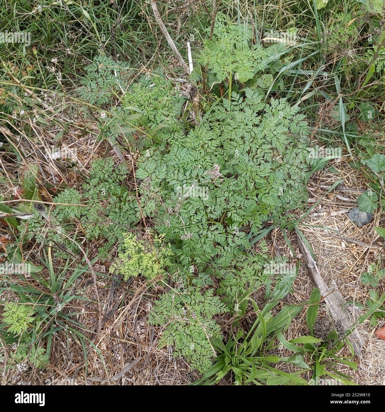 poison hemlock (Conium maculatum Stock Photo - Alamy