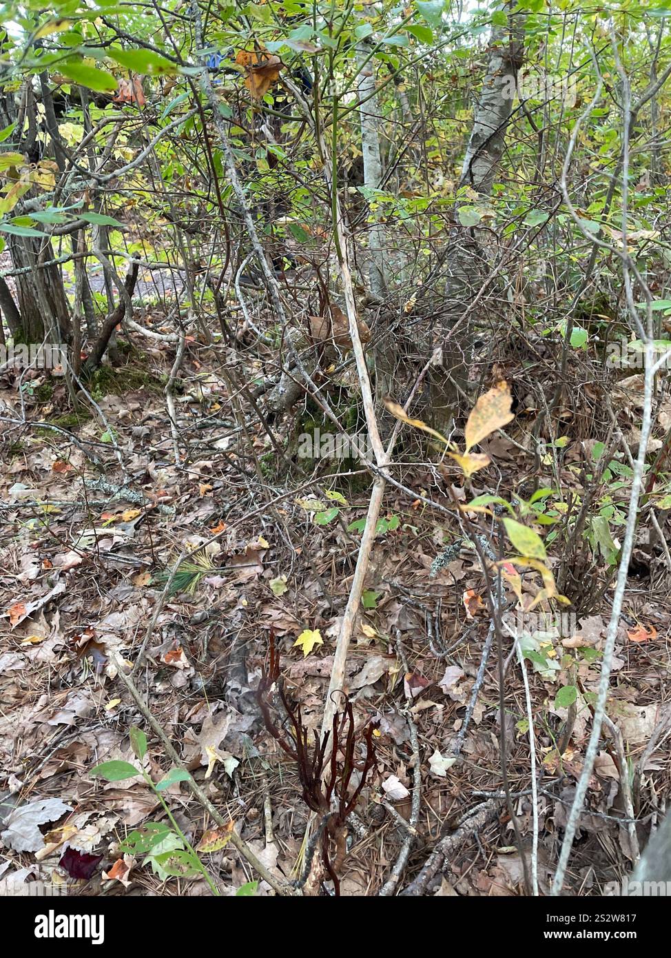 Huckleberry Broom Rust Fungus (Calyptospora columnaris Stock Photo - Alamy