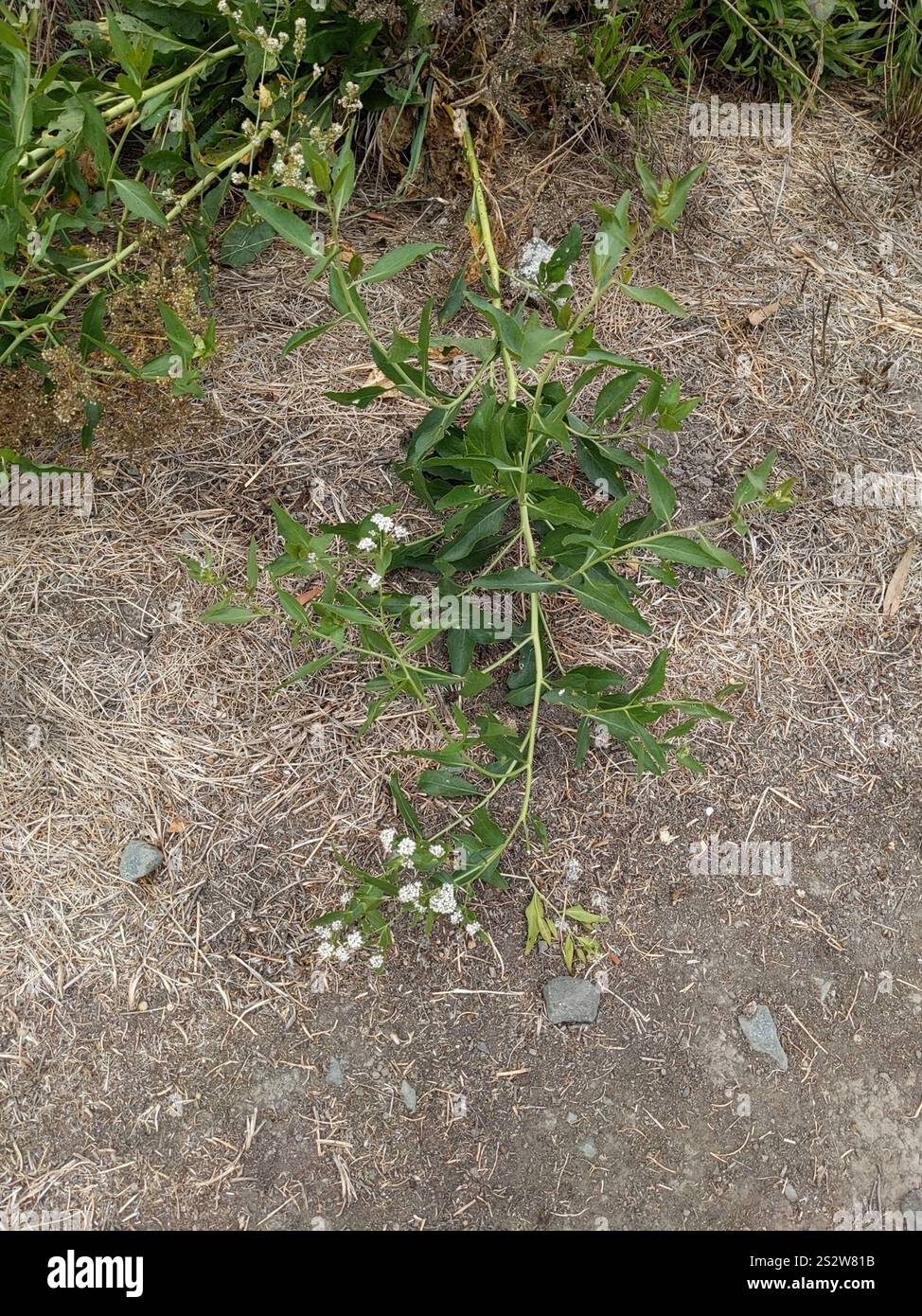 broadleaved pepperweed (Lepidium latifolium Stock Photo - Alamy