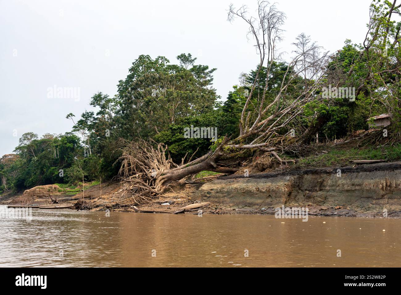 Amazonas River Peruvian shore. San Antonio del Cacao, Amazonas River ...