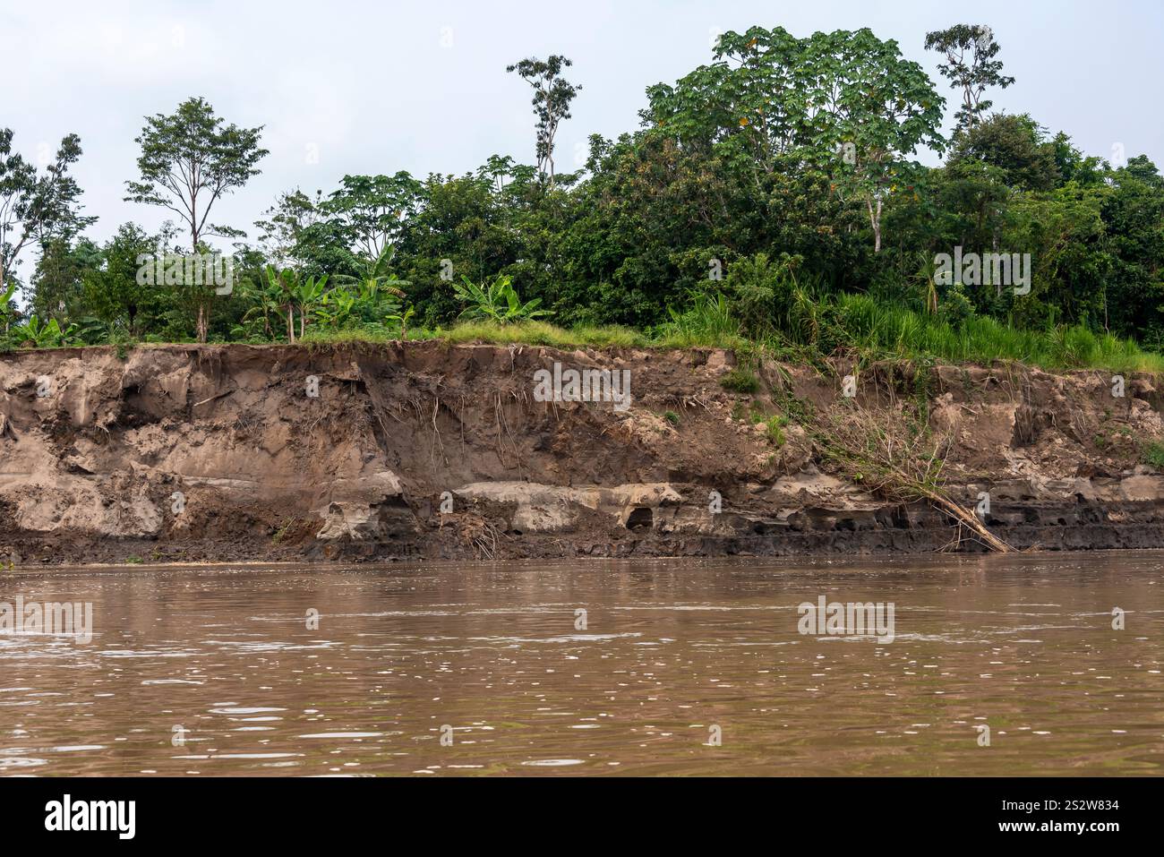 Amazonas River Peruvian shore. San Antonio del Cacao, Amazonas River ...