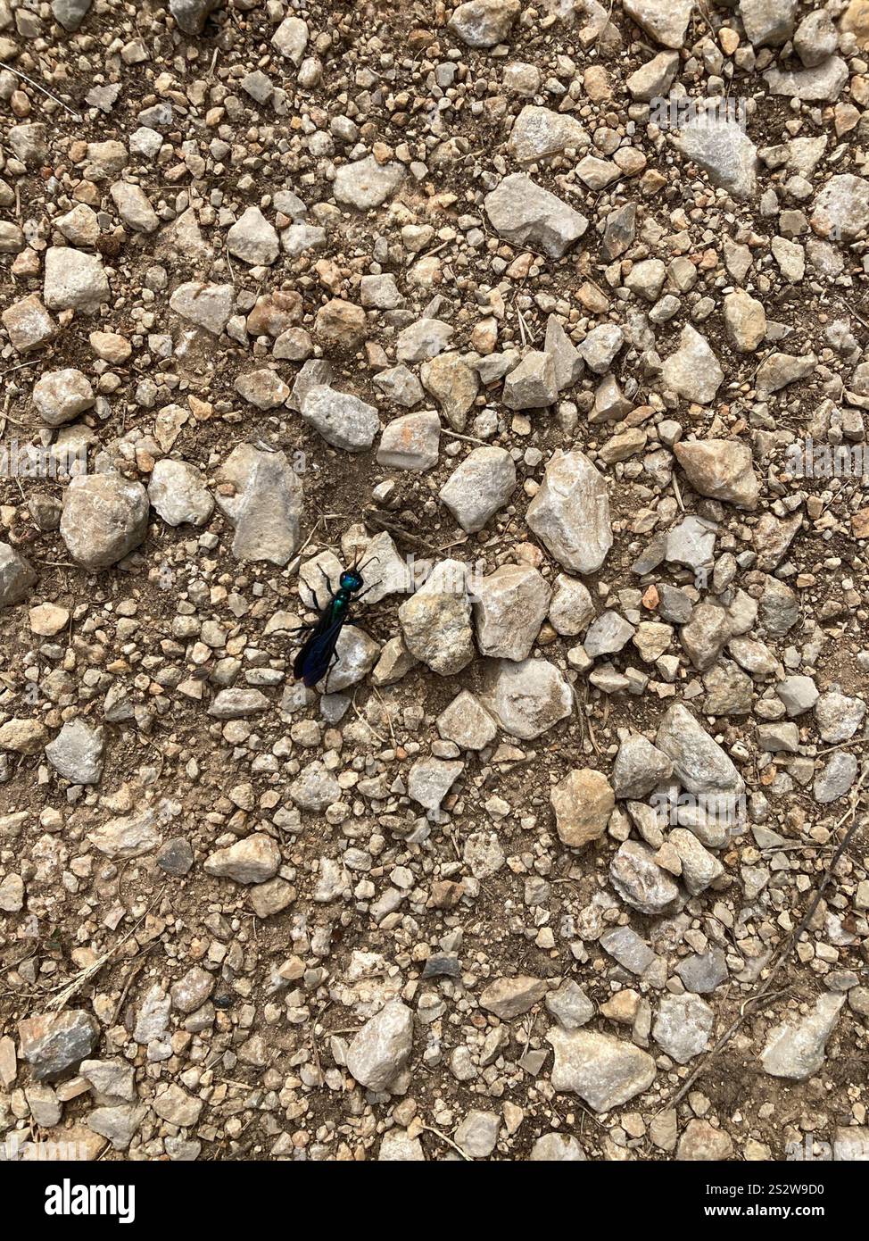 Steel-blue Cricket-hunter Wasp (Chlorion aerarium Stock Photo - Alamy