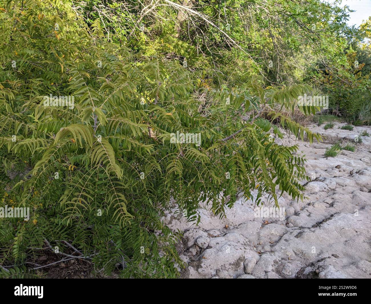 Little Walnut (Juglans microcarpa Stock Photo - Alamy