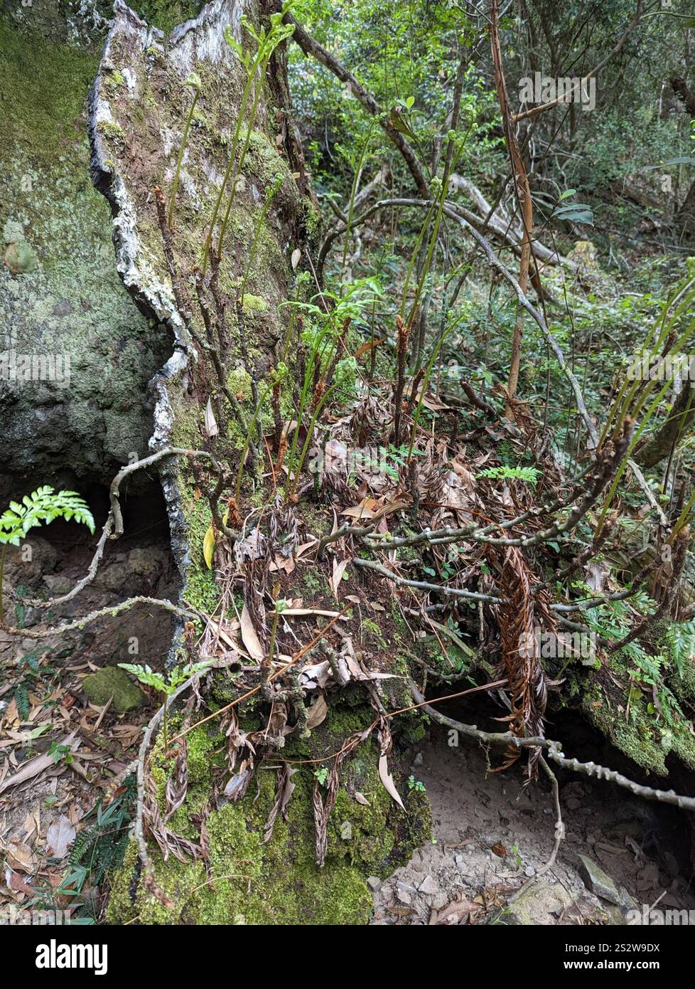 giant hare's foot fern (Davallia solida Stock Photo - Alamy