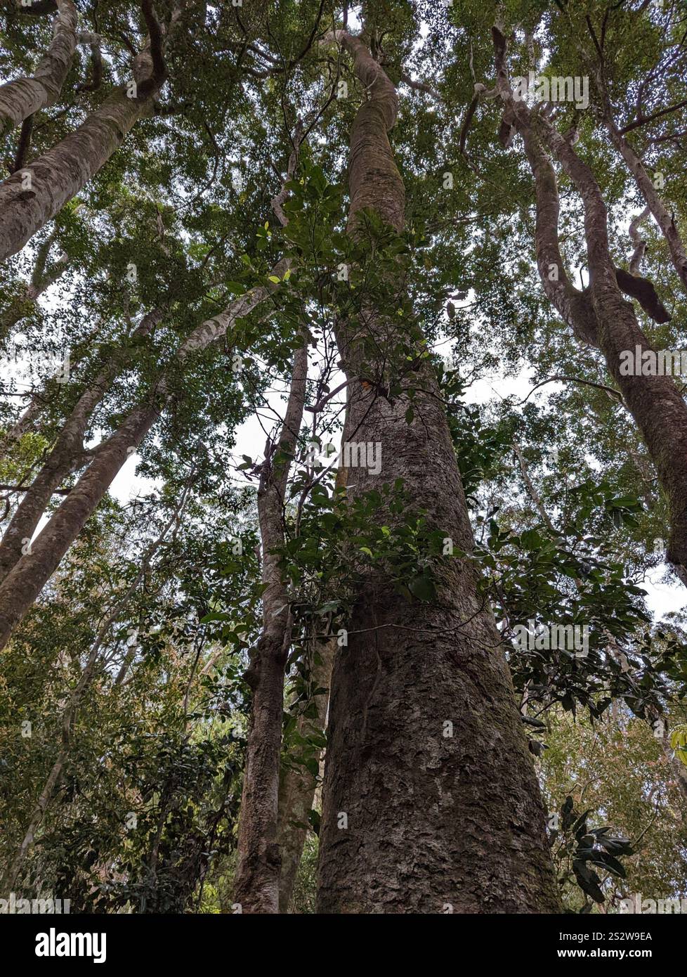 Domatia Tree (Endiandra discolor Stock Photo - Alamy