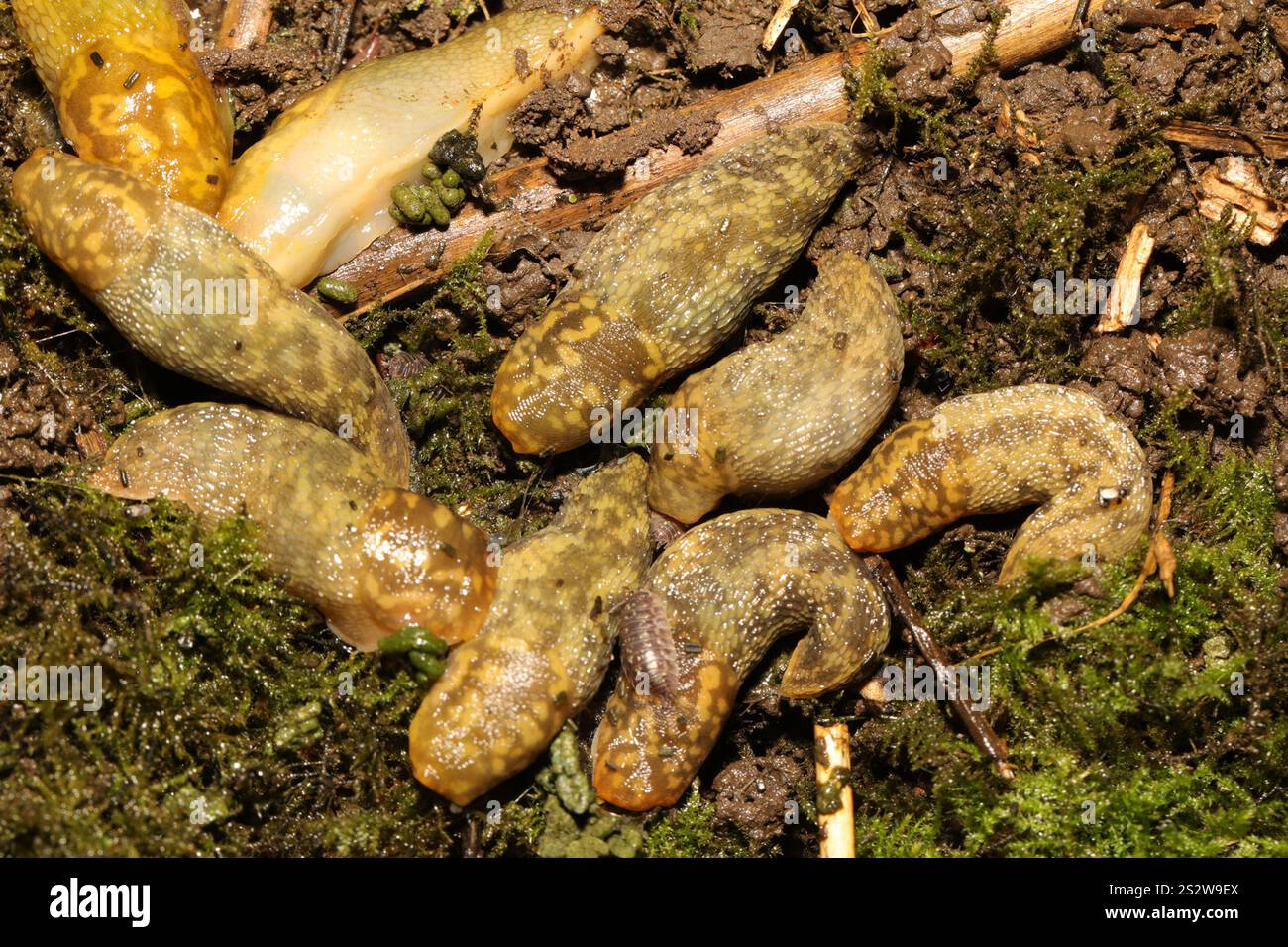 Green Cellar Slug (Limacus maculatus Stock Photo - Alamy