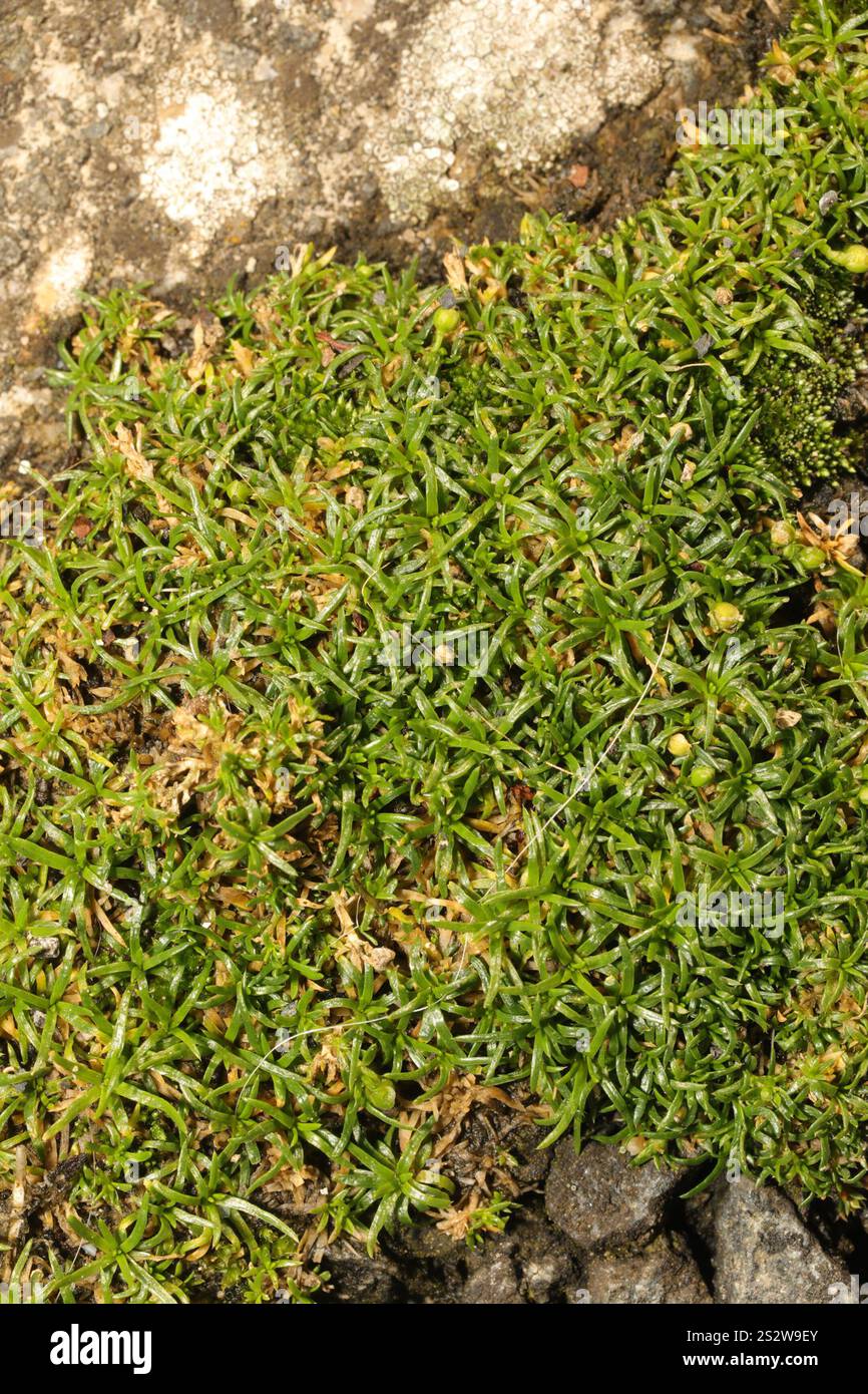 Procumbent Pearlwort (Sagina procumbens Stock Photo - Alamy
