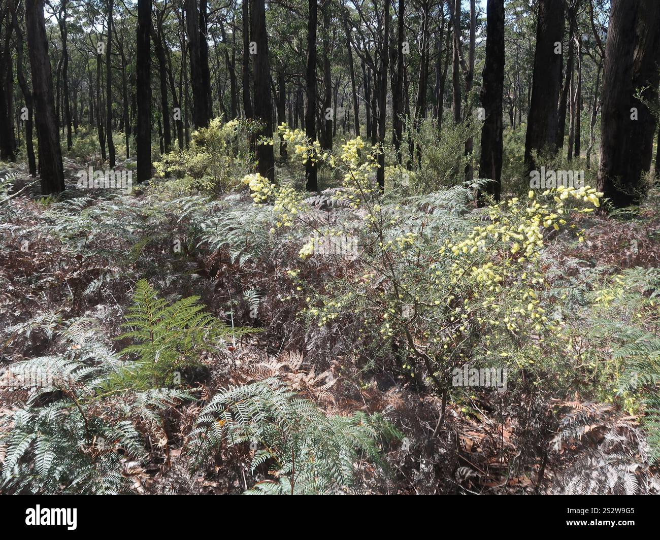 Prickly moses (Acacia verticillata Stock Photo - Alamy