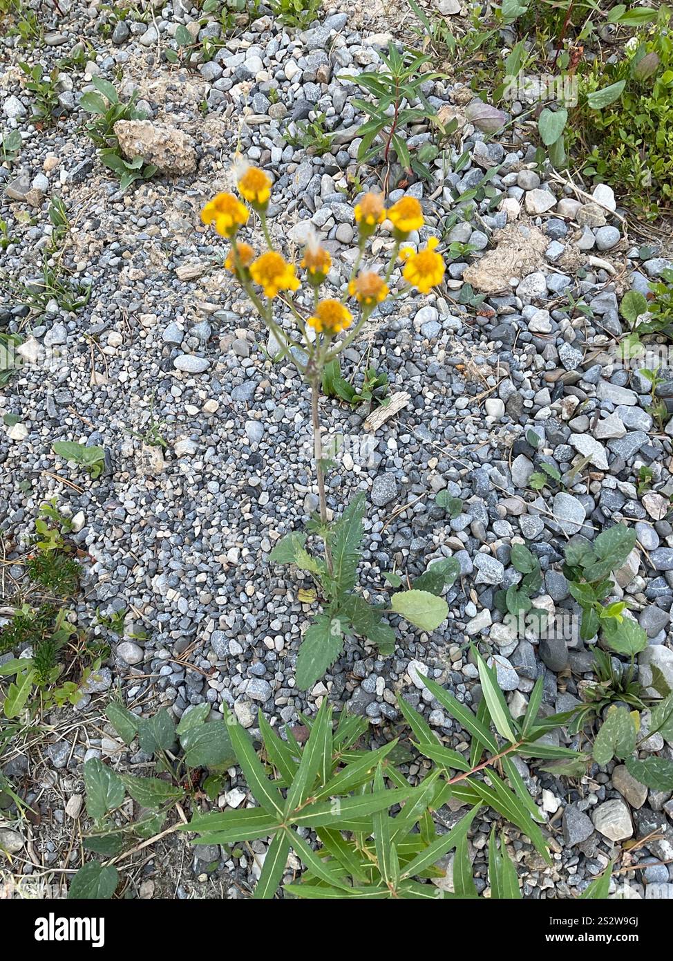 balsam ragwort (Packera paupercula Stock Photo - Alamy