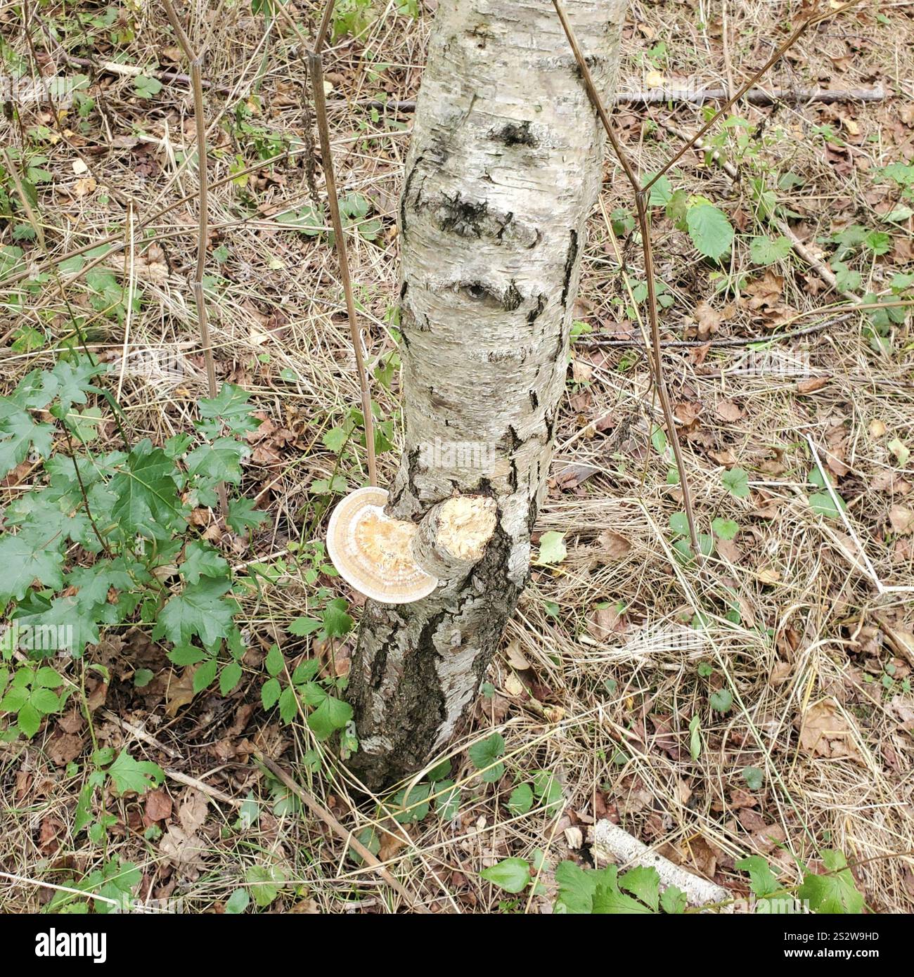 Thin-walled Maze Polypore (Daedaleopsis confragosa Stock Photo - Alamy