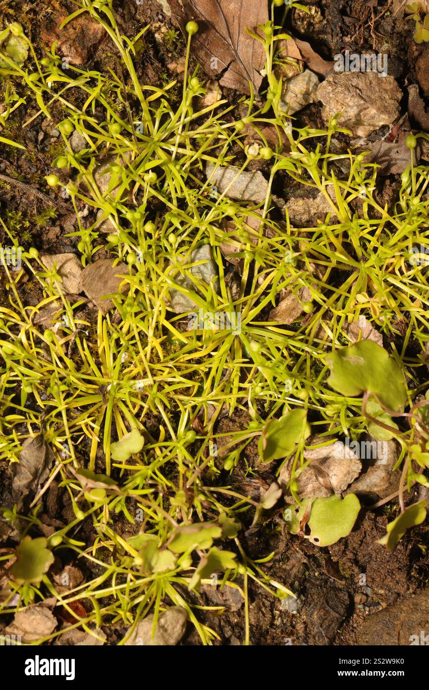 Procumbent Pearlwort (Sagina procumbens Stock Photo - Alamy