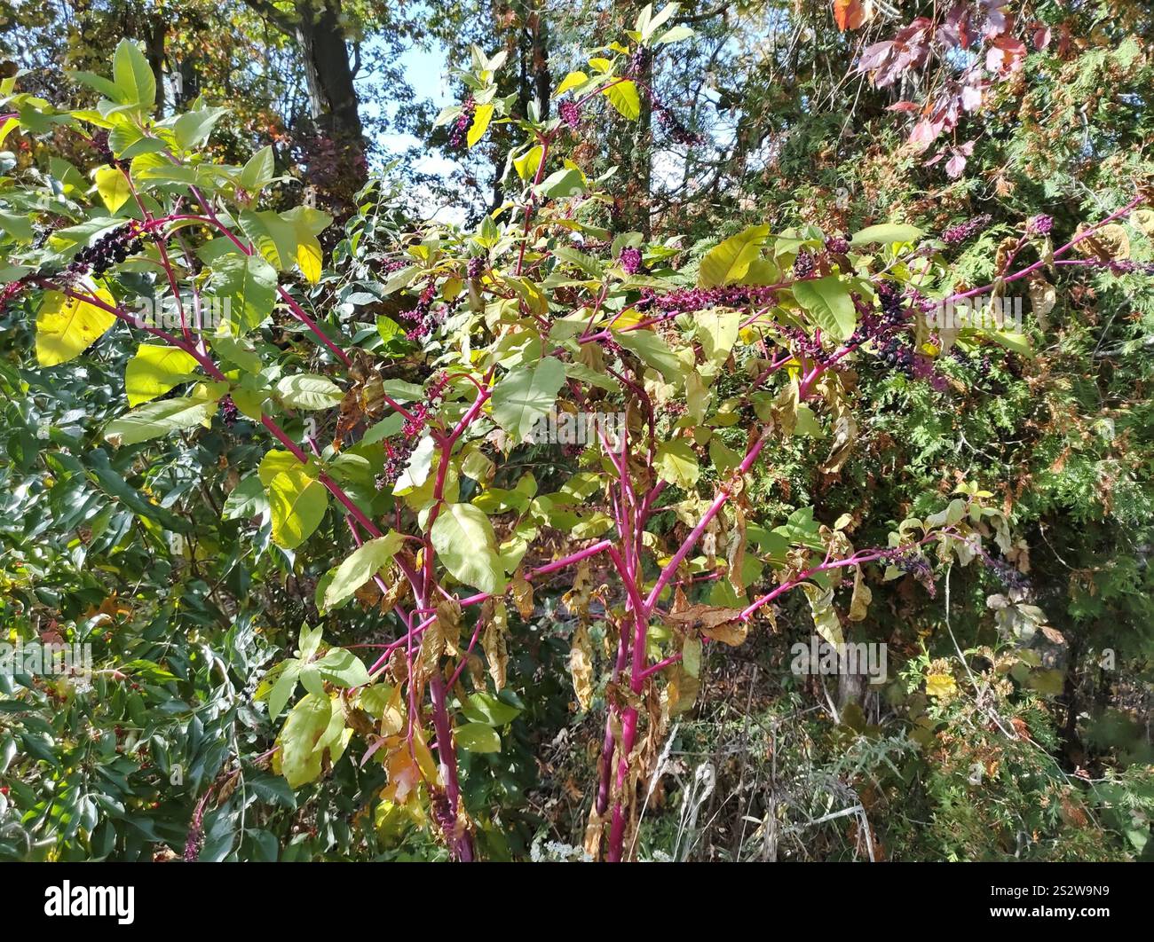 American pokeweed (Phytolacca americana Stock Photo - Alamy