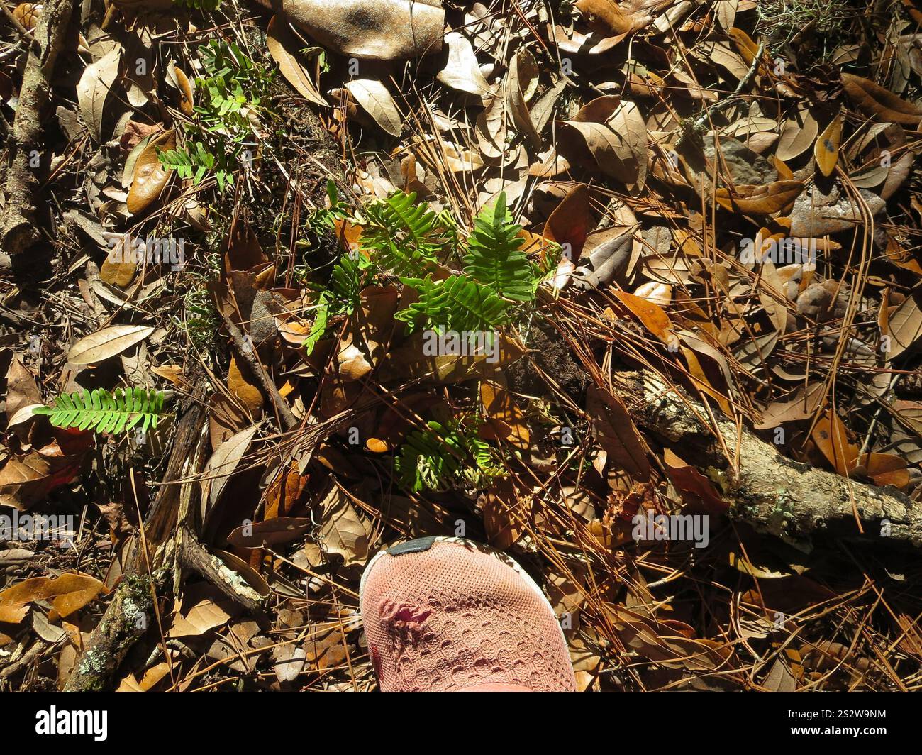 resurrection fern (Pleopeltis michauxiana Stock Photo - Alamy