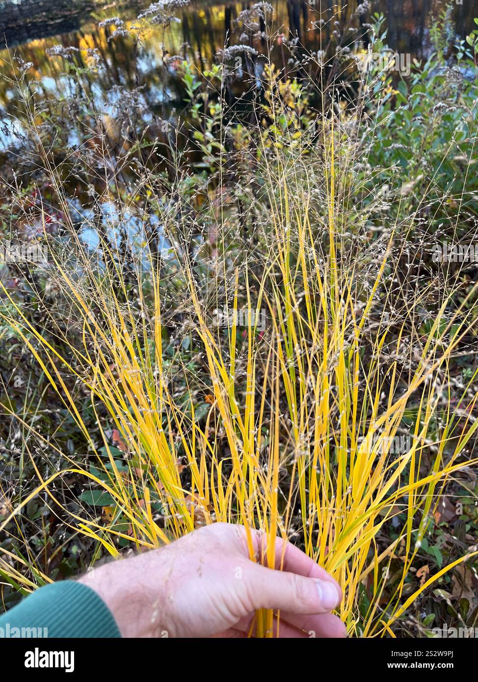 switchgrass (Panicum virgatum Stock Photo - Alamy