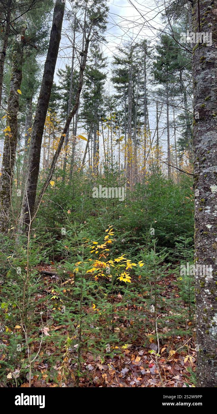 red spruce (Picea rubens Stock Photo - Alamy