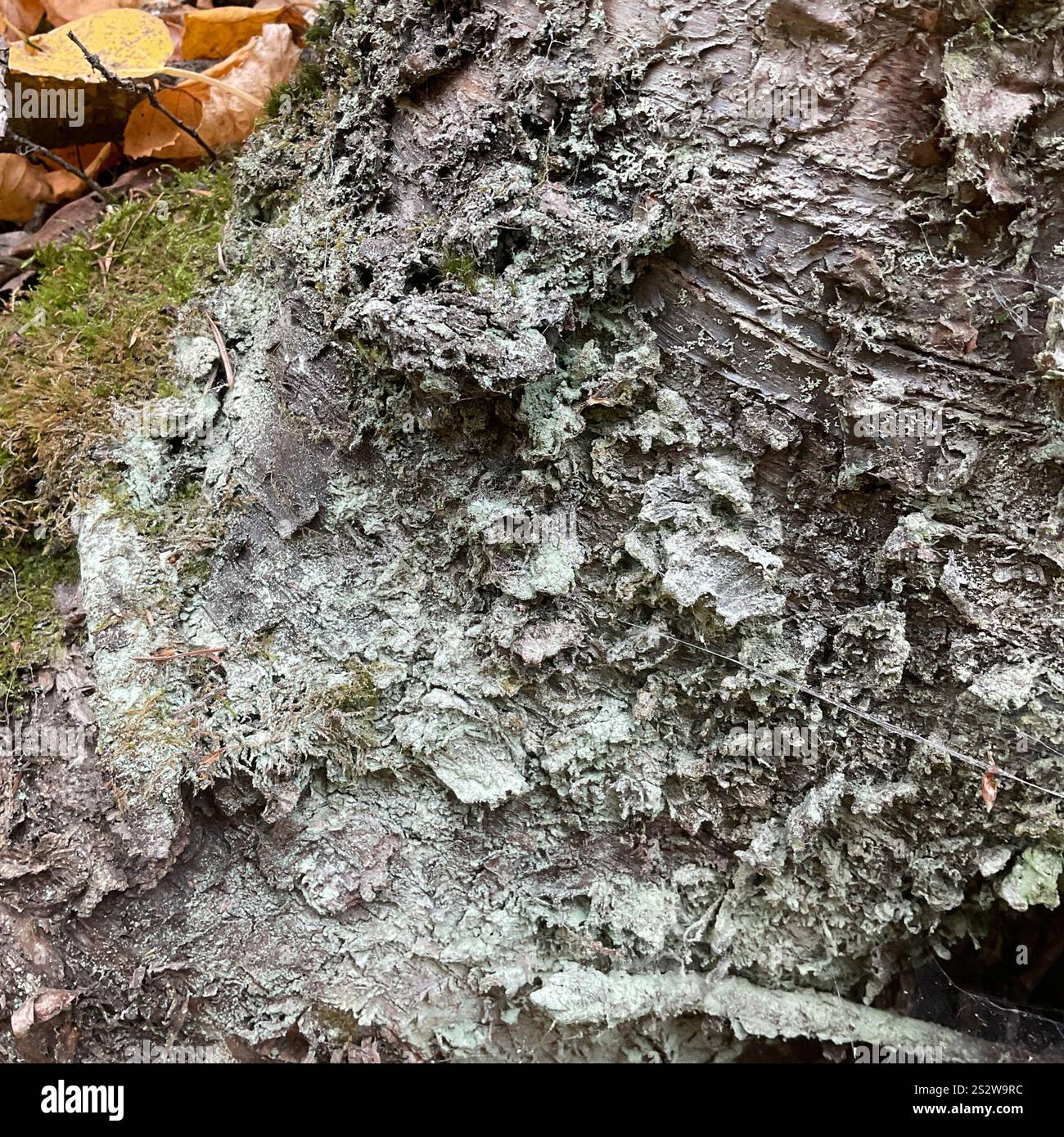 common lichens (Lecanoromycetes Stock Photo - Alamy