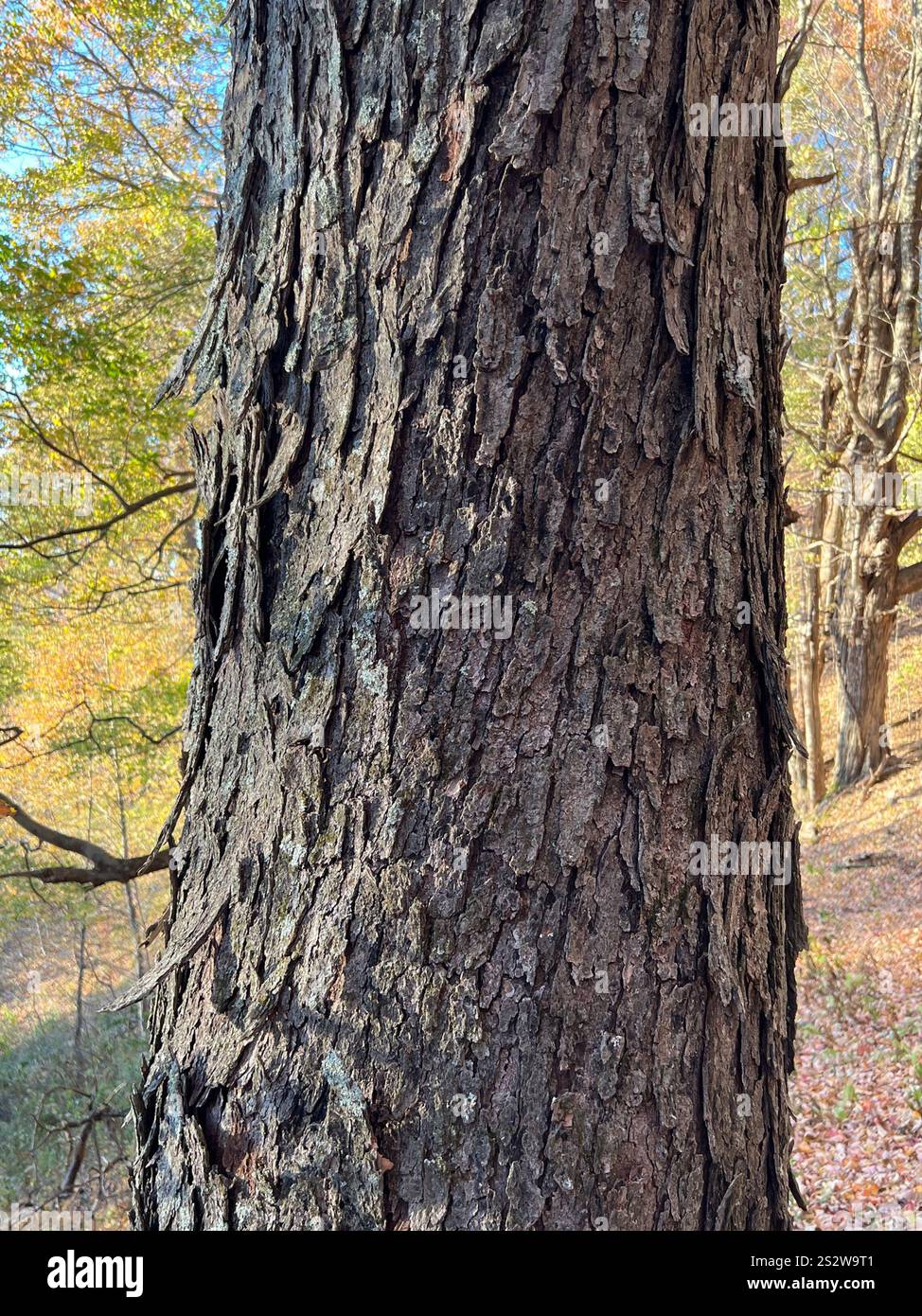 Eastern Red Maple (Acer rubrum rubrum Stock Photo - Alamy