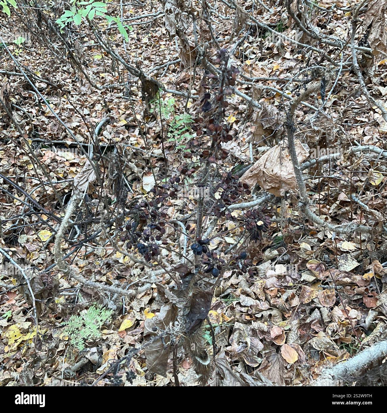Devil's Club (Oplopanax horridus Stock Photo - Alamy