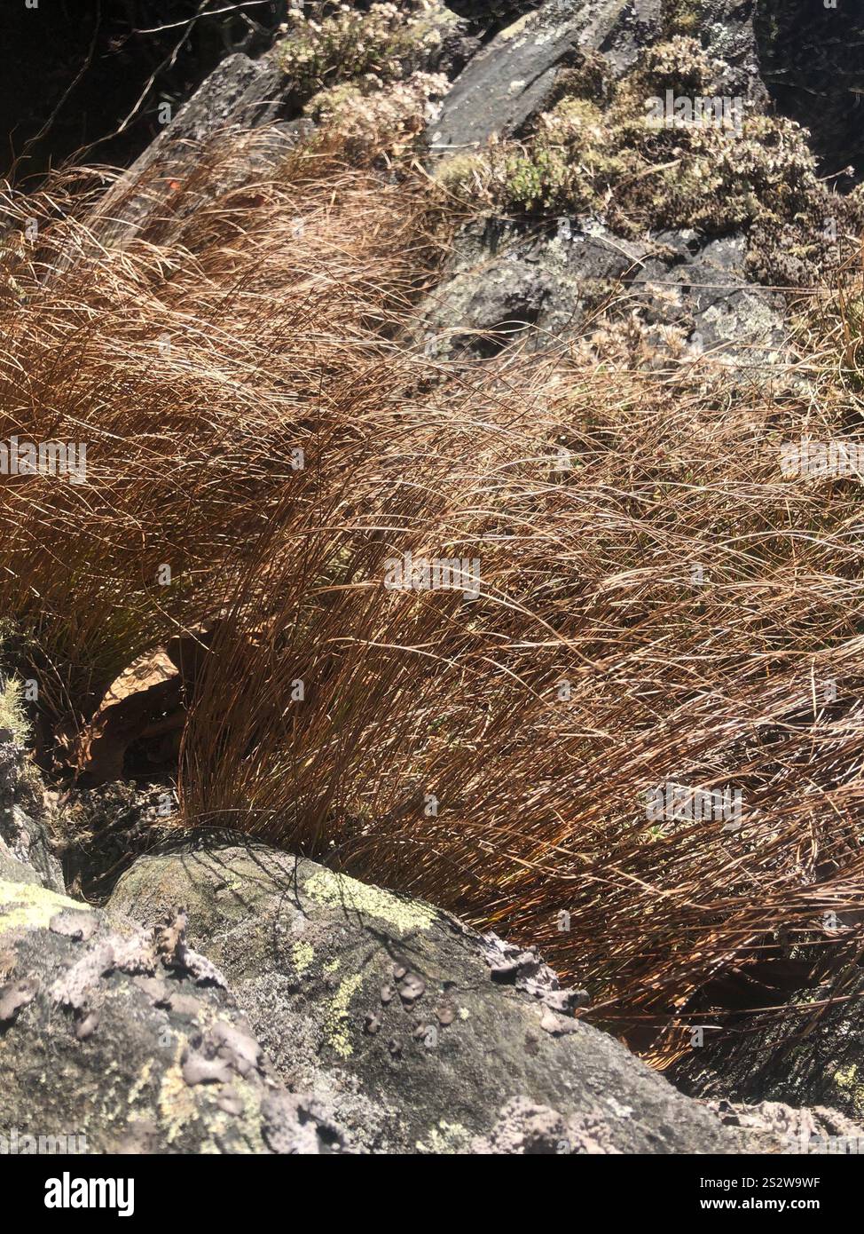 highland rush (Oreojuncus trifidus Stock Photo - Alamy
