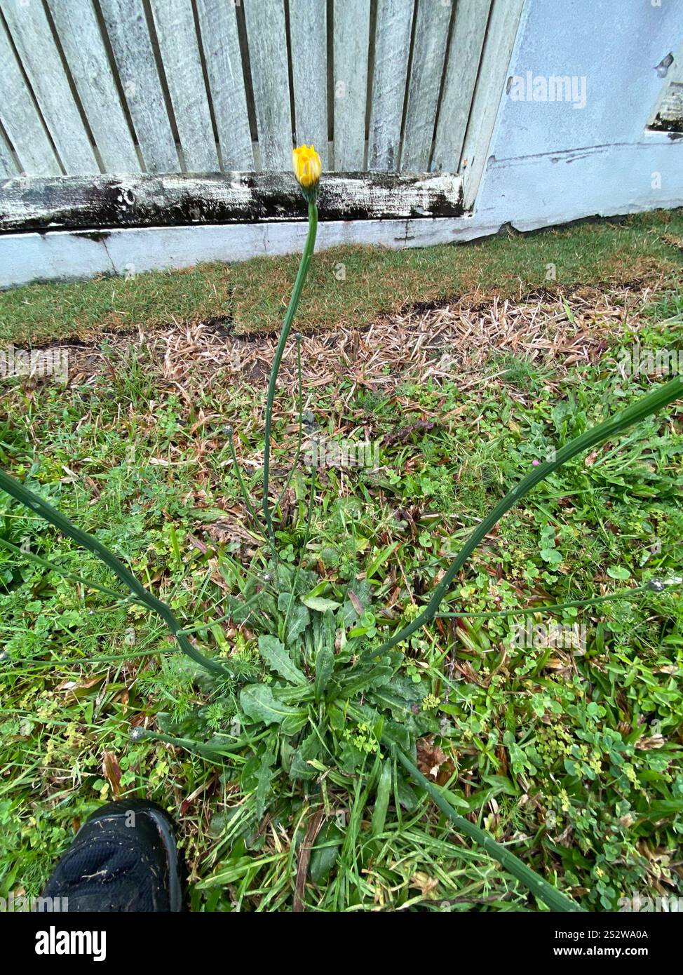 Common Cat's-ear (Hypochaeris radicata Stock Photo - Alamy
