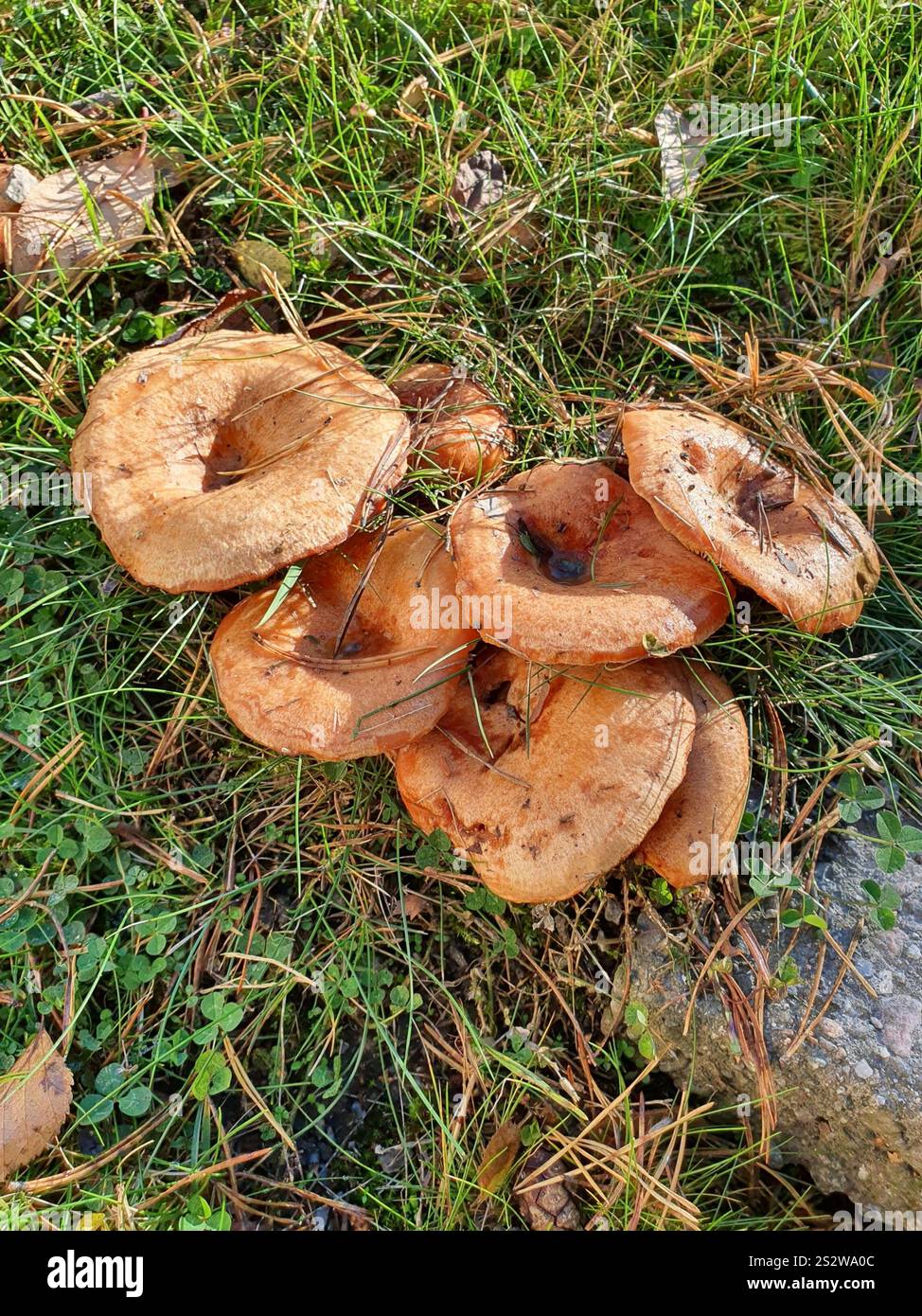 saffron milkcap (Lactarius deliciosus Stock Photo - Alamy
