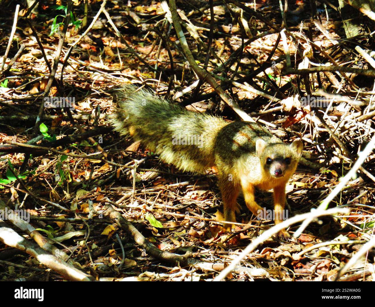 Bokiboky (Mungotictis decemlineata Stock Photo - Alamy