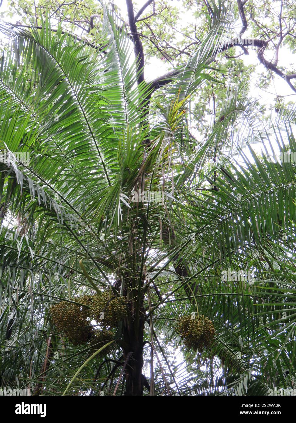 Reclining Date Palm (Phoenix reclinata Stock Photo - Alamy