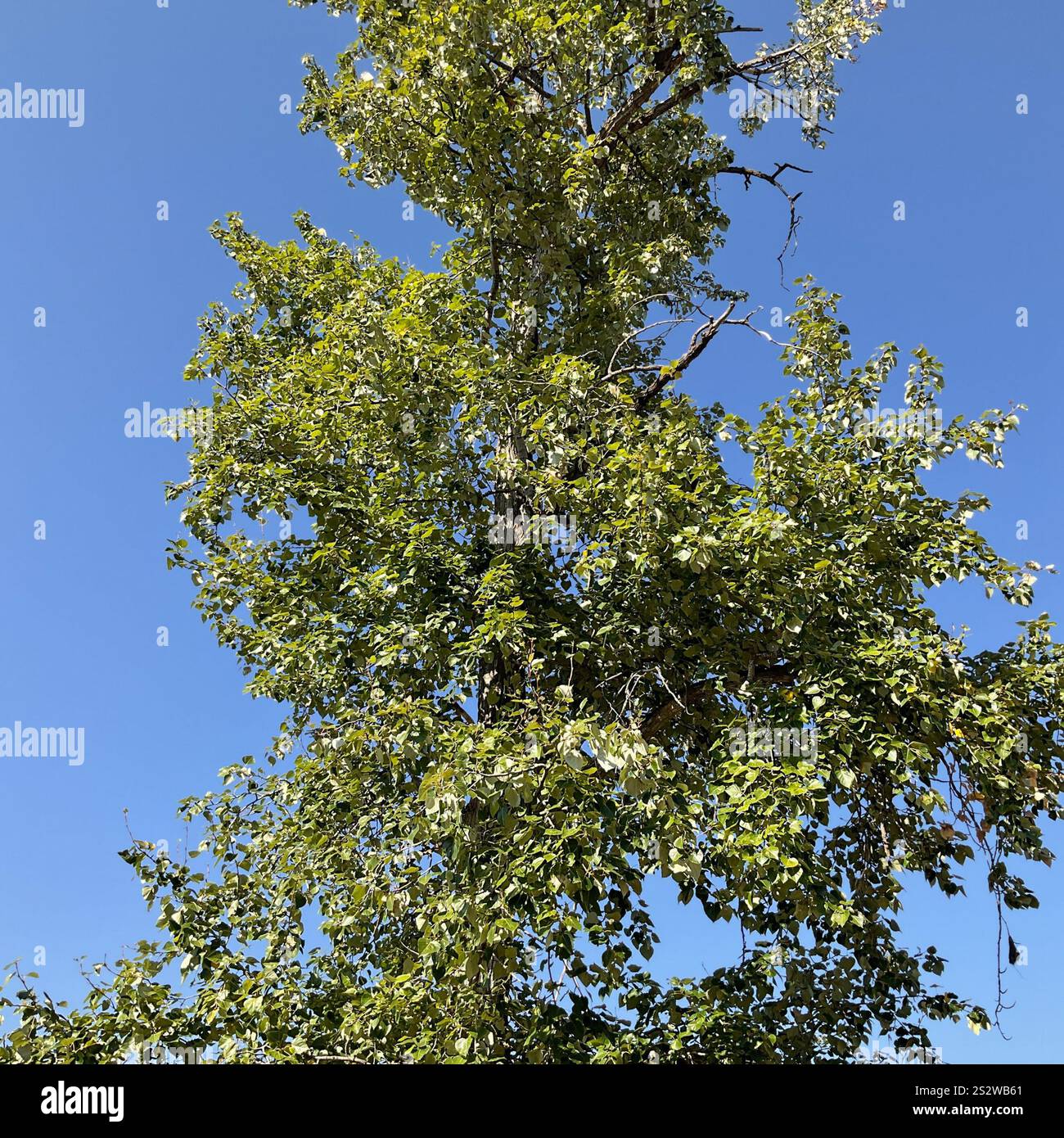 black cottonwood (Populus trichocarpa Stock Photo - Alamy