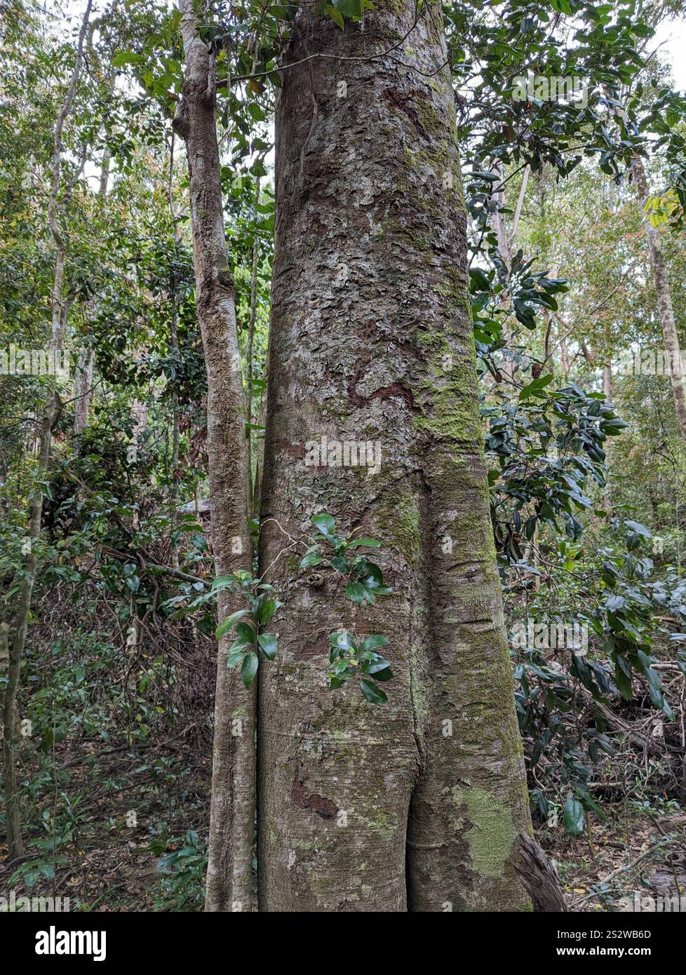 Domatia Tree (Endiandra discolor Stock Photo - Alamy