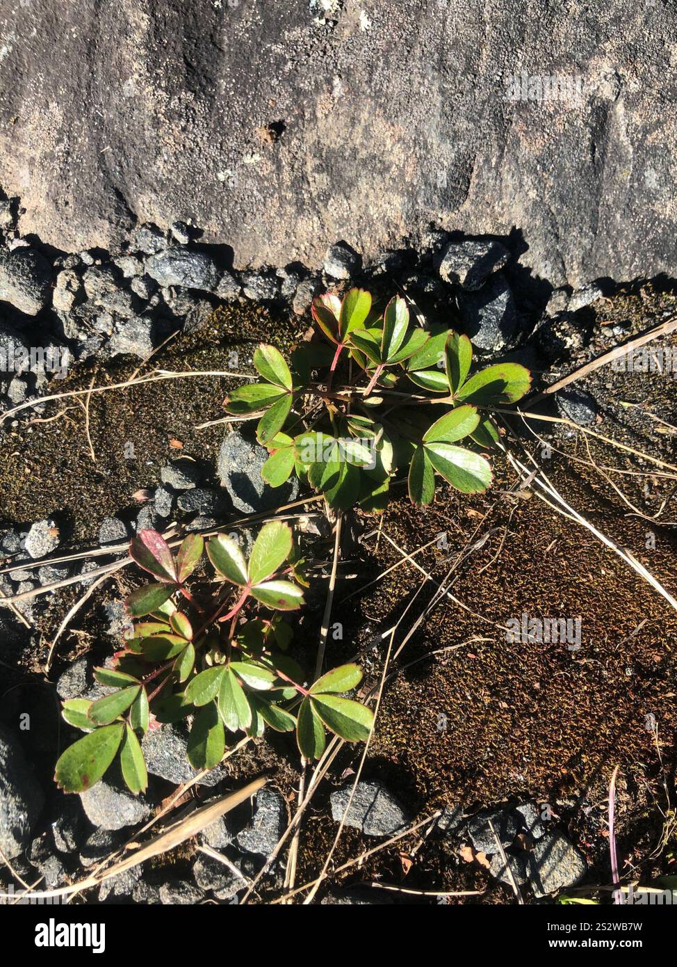 three-toothed cinquefoil (Sibbaldiopsis tridentata Stock Photo - Alamy