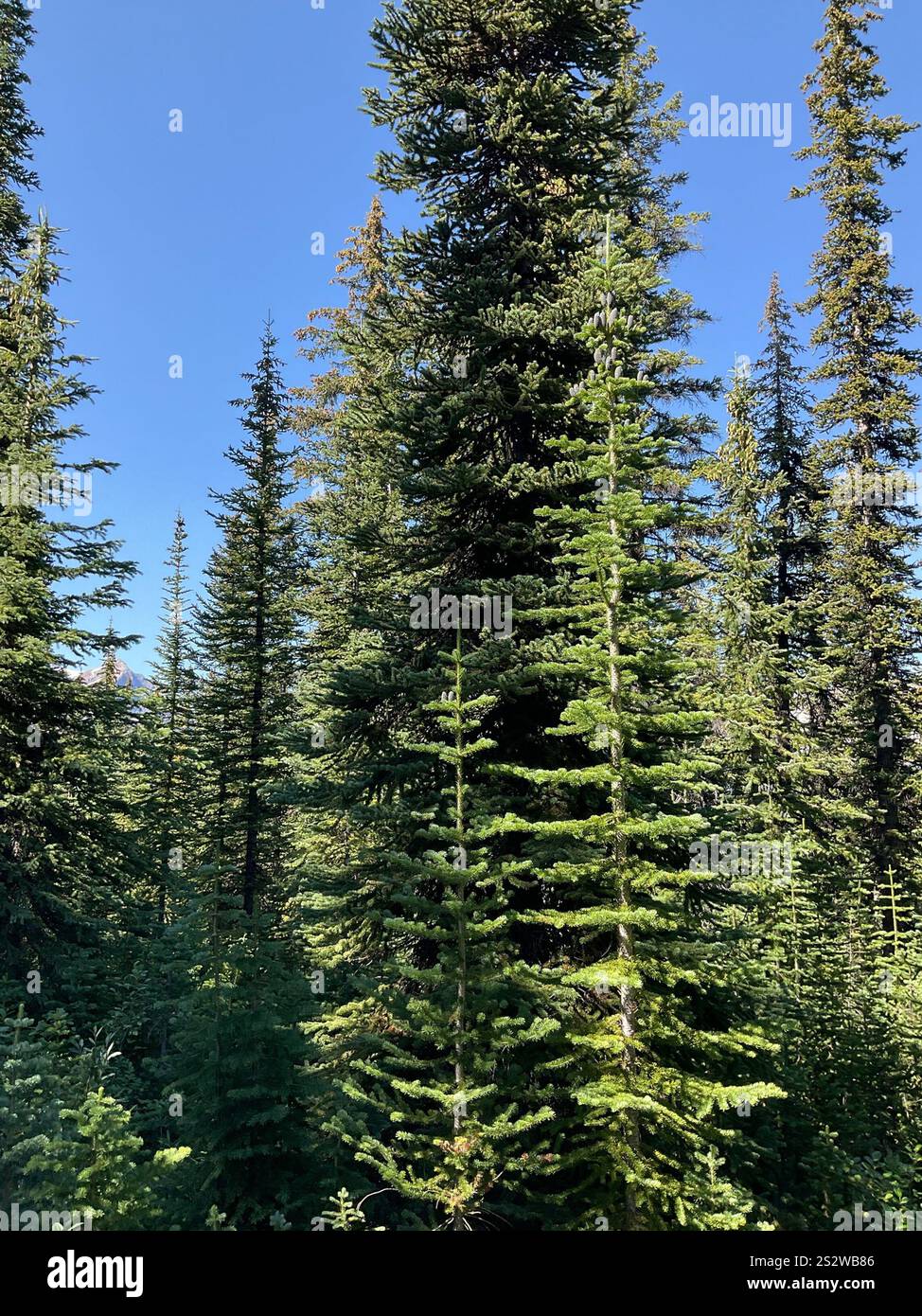 subalpine fir (Abies lasiocarpa Stock Photo - Alamy