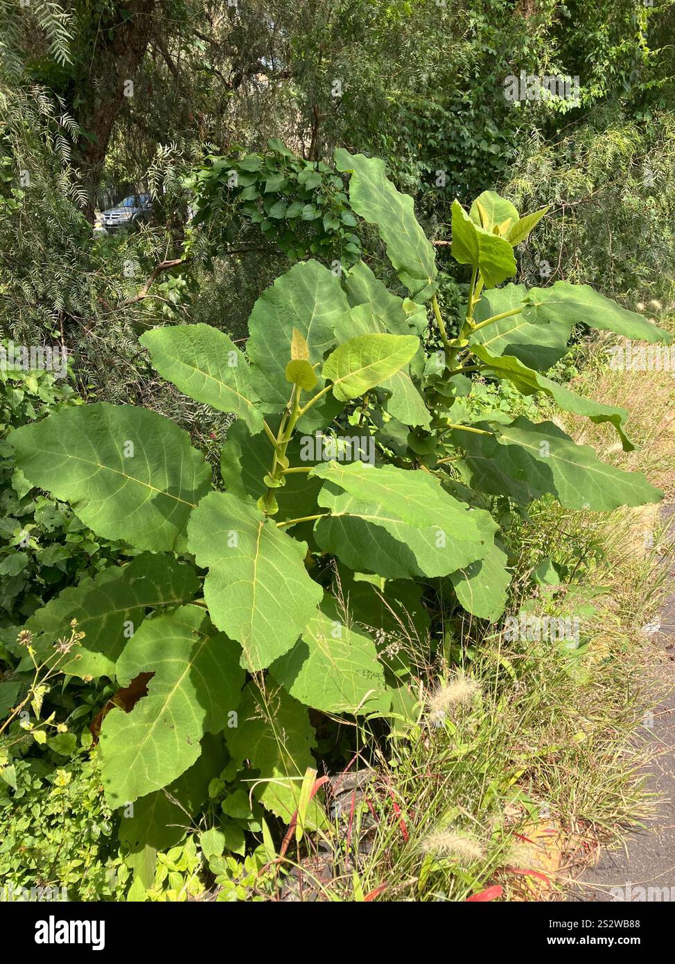 fiberglass plant (Wigandia urens Stock Photo - Alamy