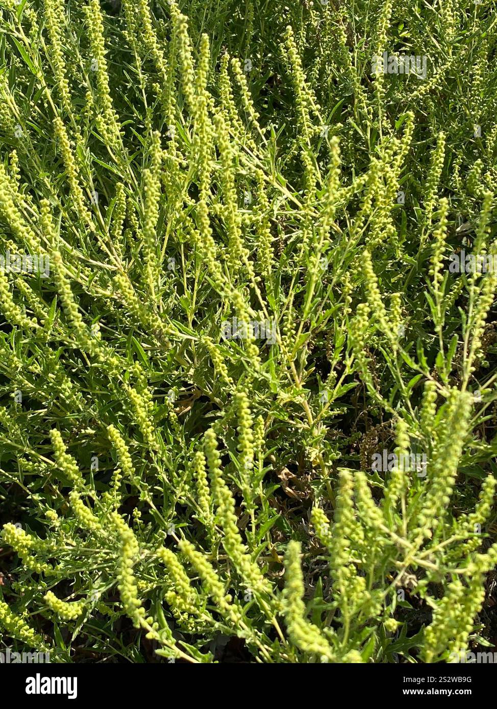 western ragweed (Ambrosia psilostachya Stock Photo - Alamy