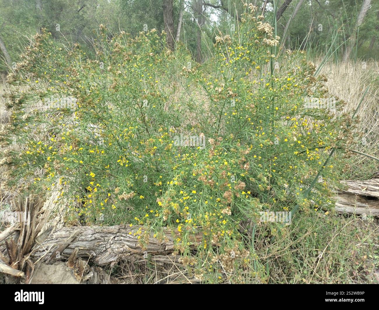 prairie broomweed (Amphiachyris dracunculoides Stock Photo - Alamy