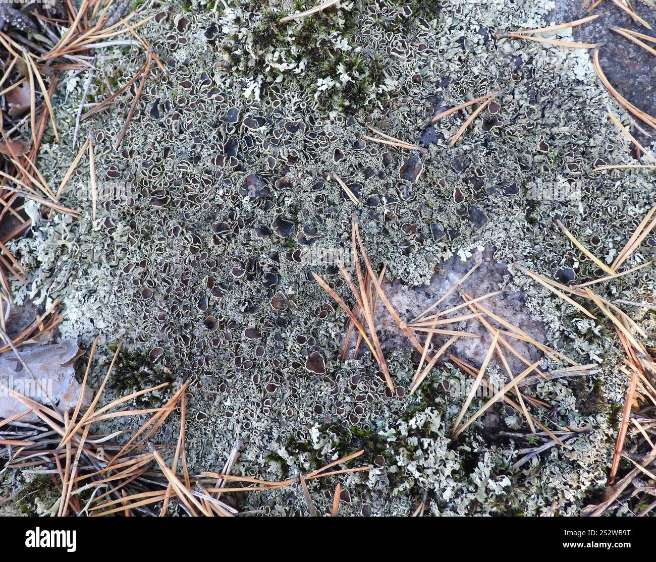 Peppered Rock-shield (Xanthoparmelia conspersa Stock Photo - Alamy
