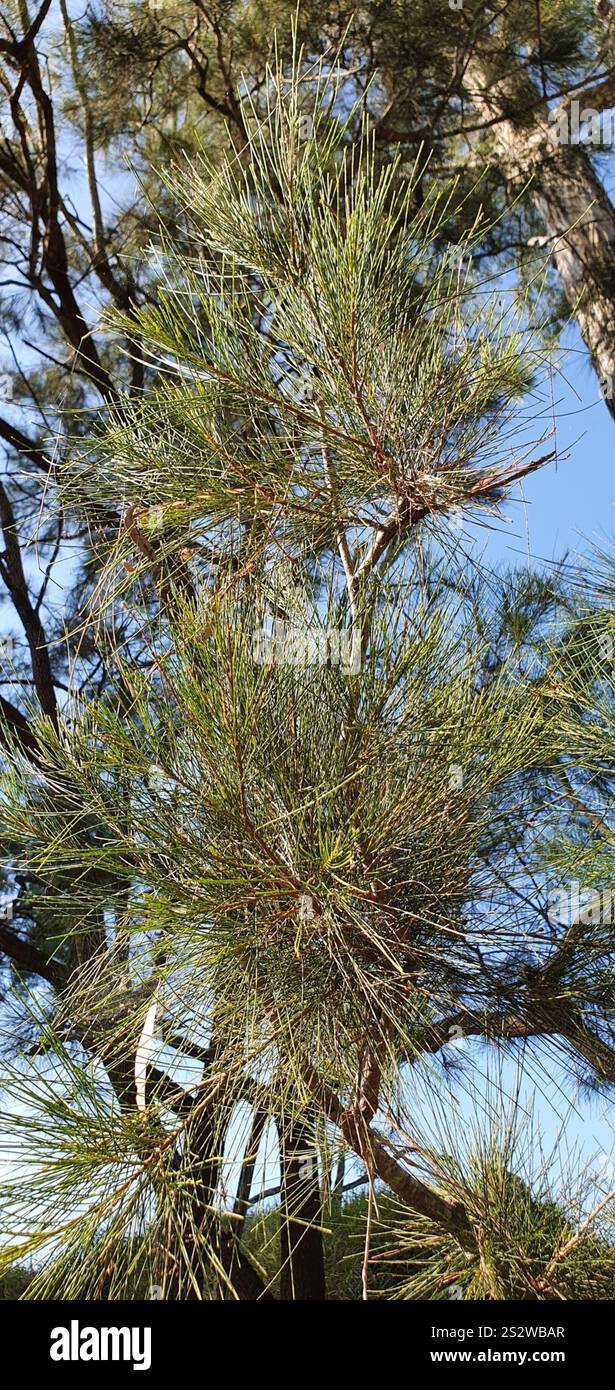 River sheoak (Casuarina cunninghamiana Stock Photo - Alamy