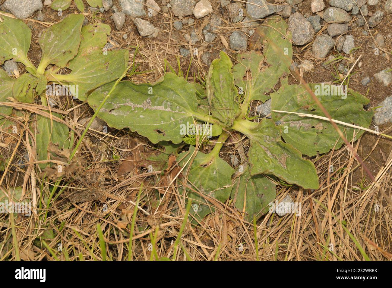 greater plantain (Plantago major Stock Photo - Alamy