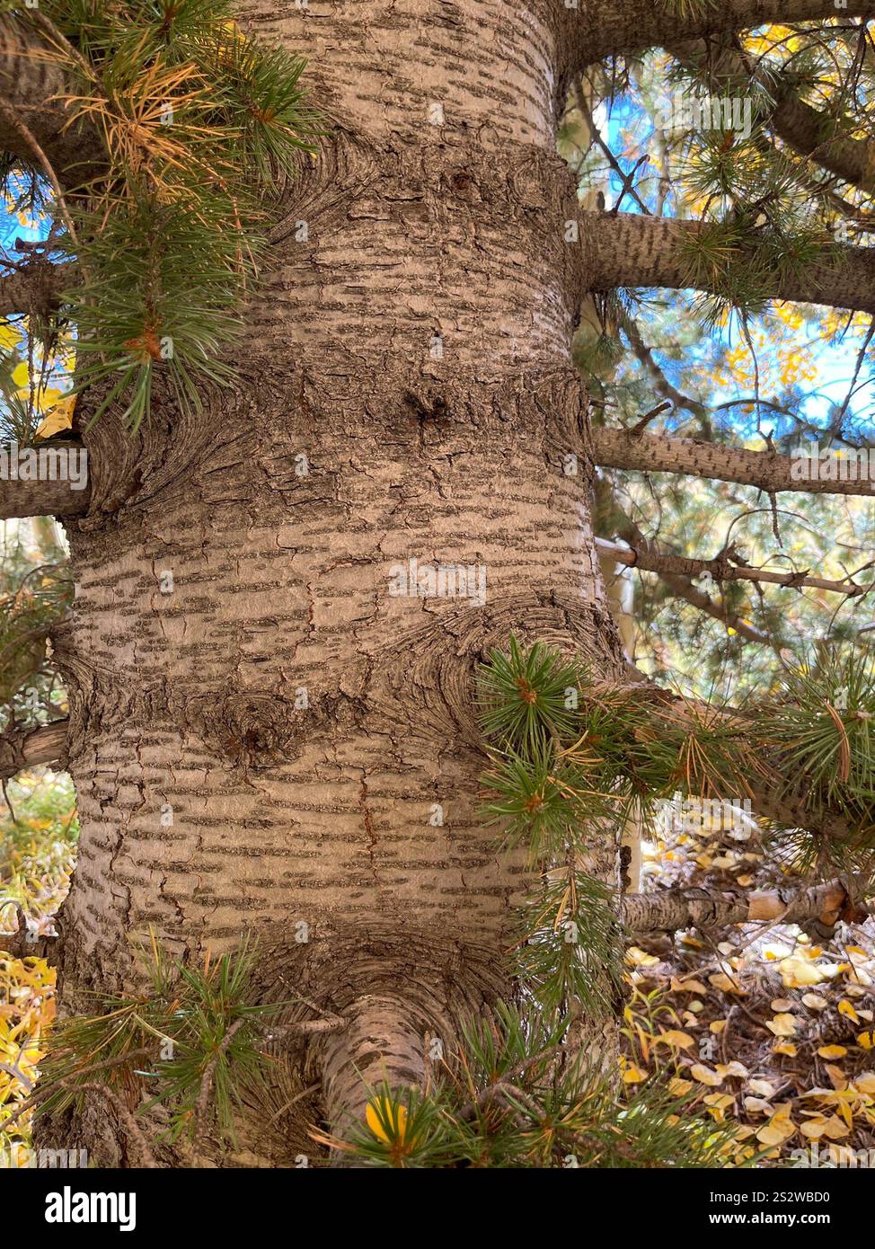 southwestern white pine (Pinus strobiformis Stock Photo - Alamy