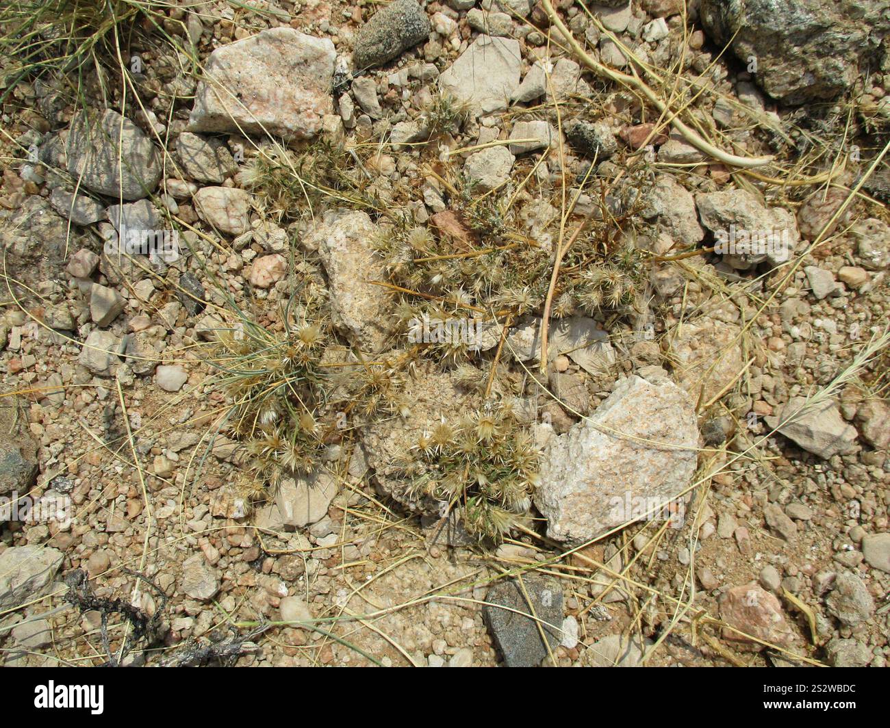 Common Karmedik (Dicoma capensis Stock Photo - Alamy