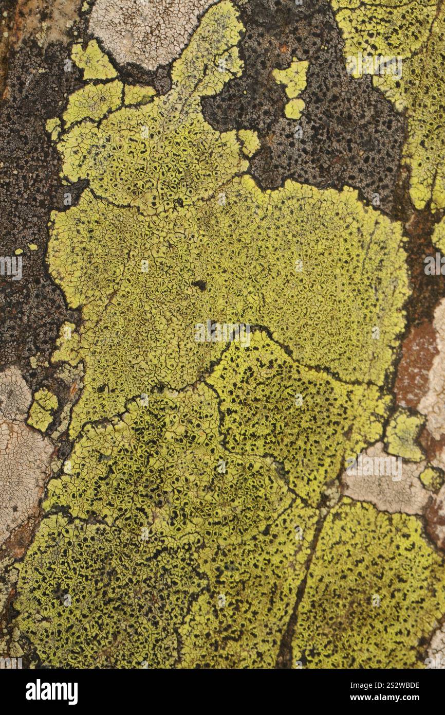 yellow map lichen (Rhizocarpon geographicum Stock Photo - Alamy