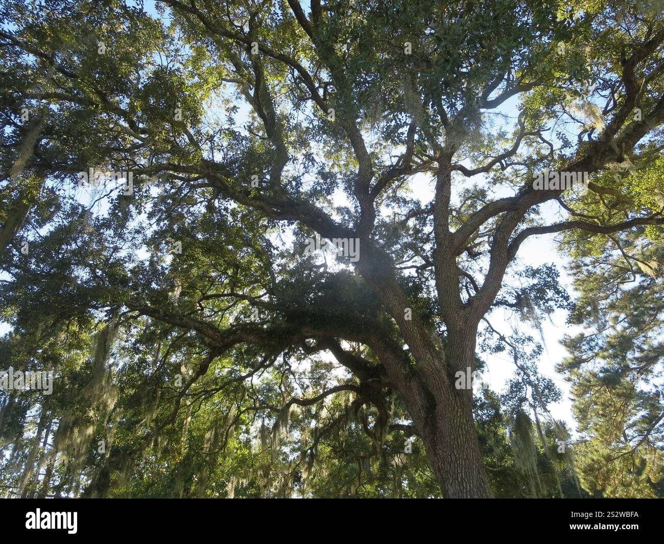 southern live oak (Quercus virginiana Stock Photo - Alamy