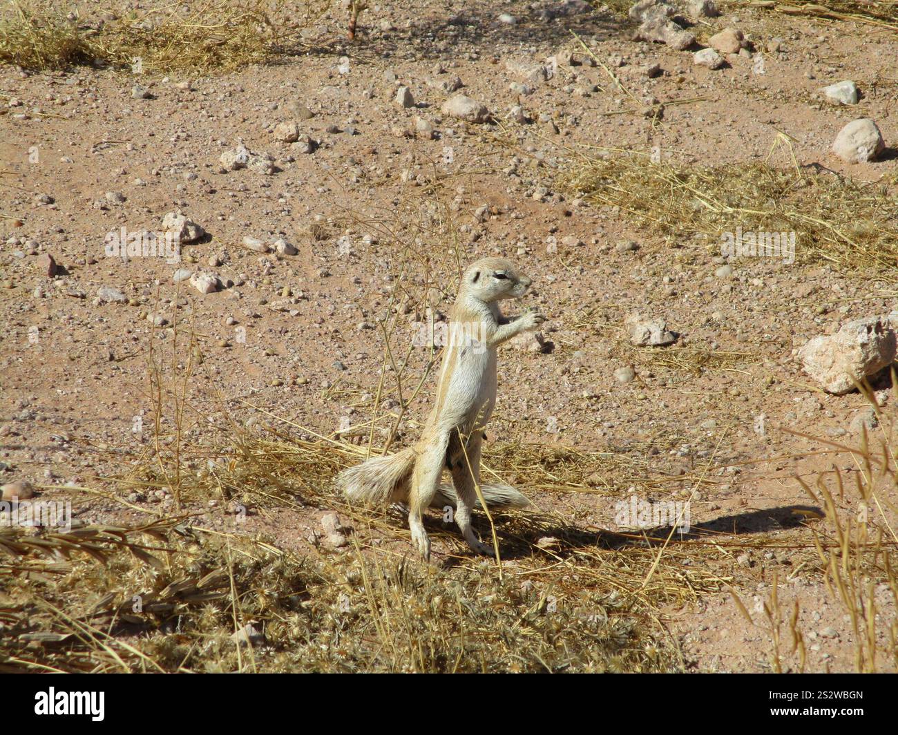 South African Ground Squirrel (Geosciurus inauris Stock Photo - Alamy