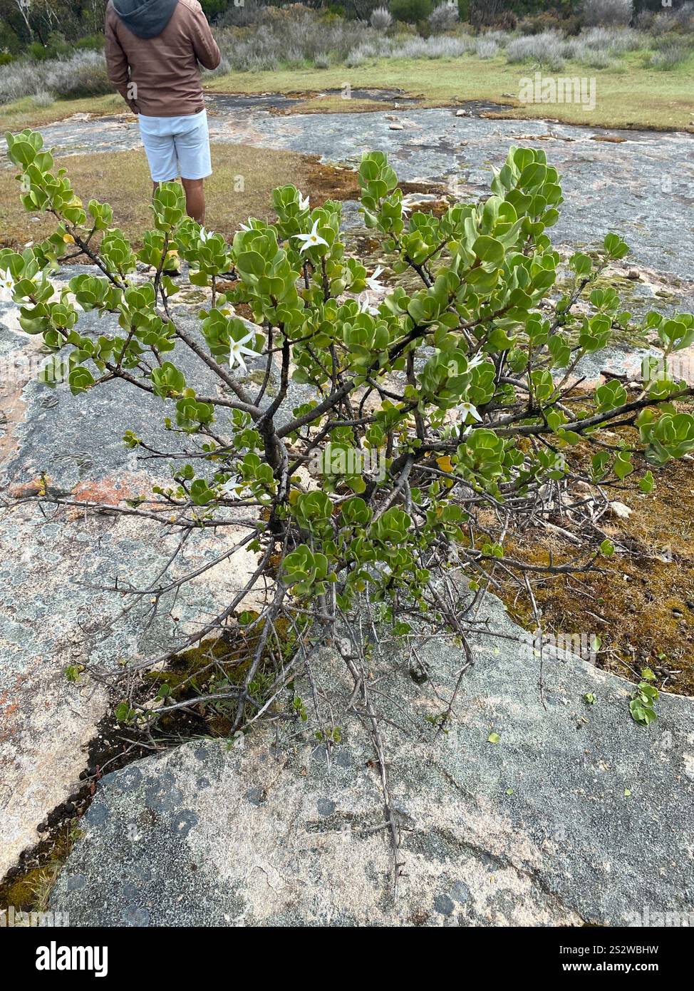 Sticky tailflower hi-res stock photography and images - Alamy