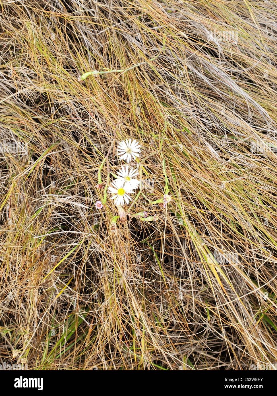 Perennial Saltmarsh Aster (Symphyotrichum tenuifolium Stock Photo - Alamy